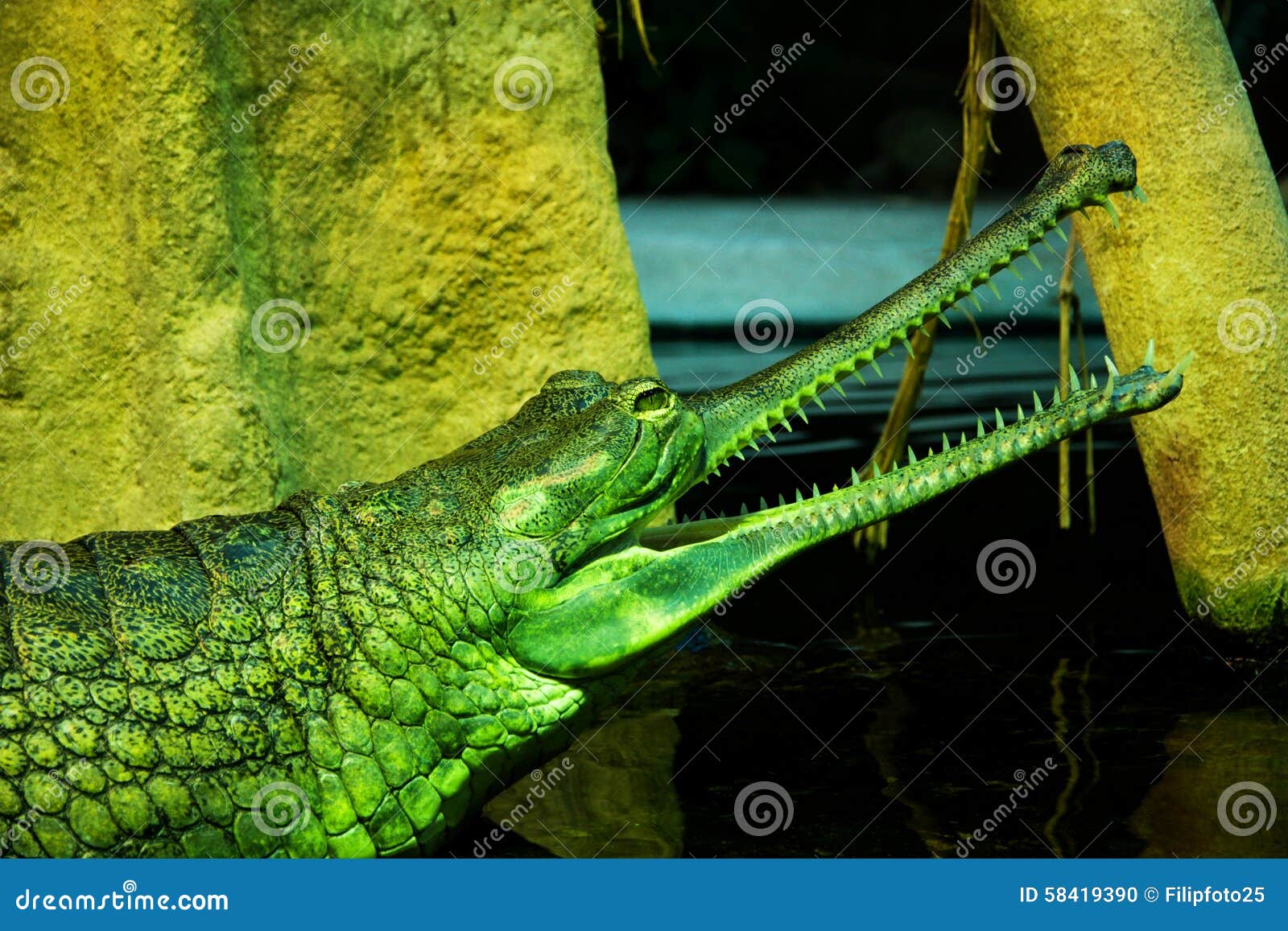 Gavials stock photo. Image of pond, brown, endangered - 58419390