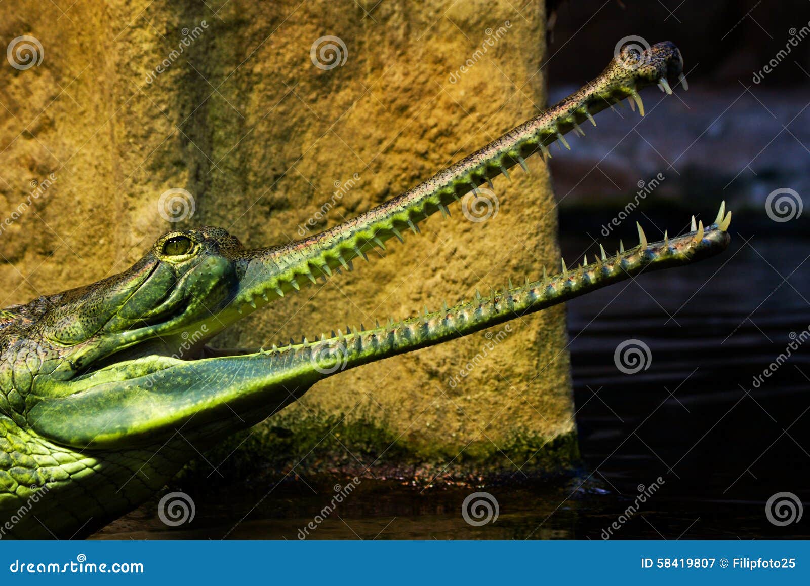 Gavials stock image. Image of dark, asia, closeup, hunter - 58419807