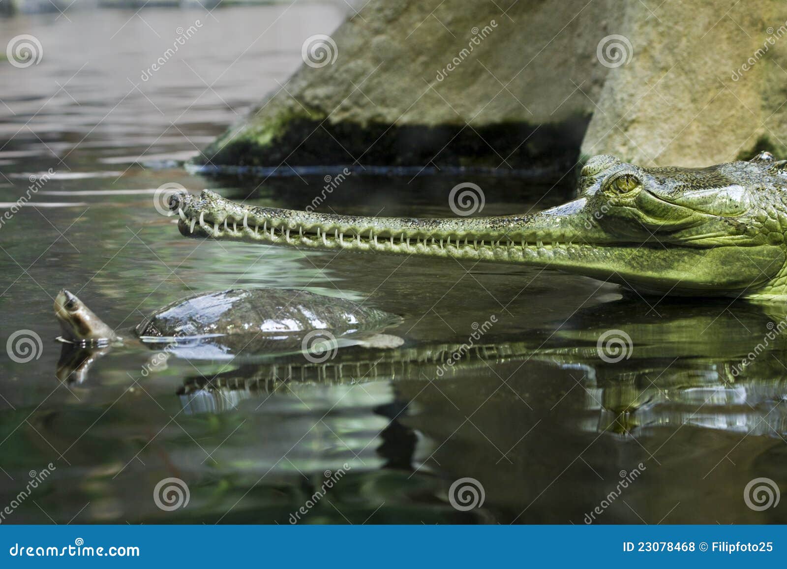 Gavials and the Tortoise stock photo. Image of tourist - 23078468