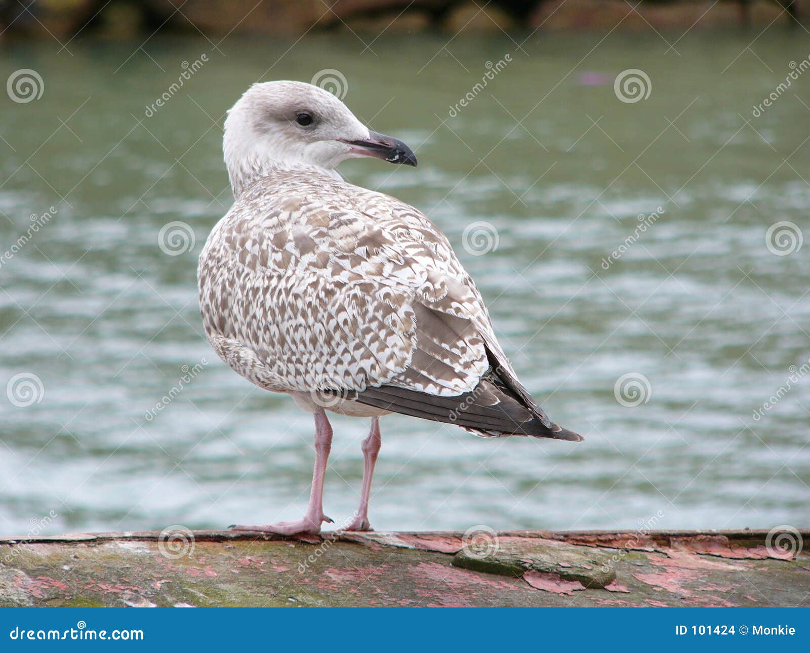 Gaviota foto de archivo. Imagen de gull, plumas, marina - 101424