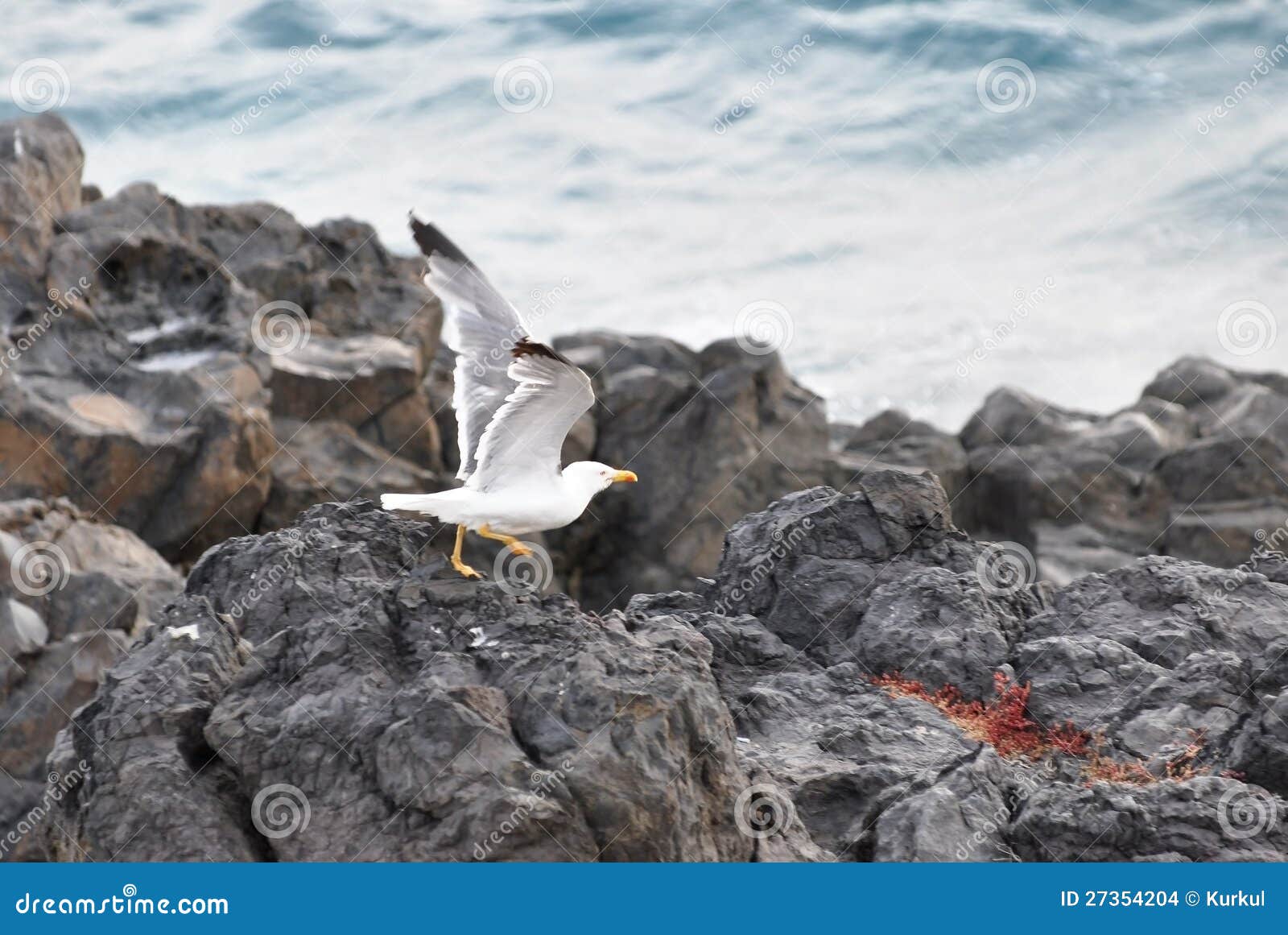 Gaviota de arenques foto de archivo. Imagen de agua, exterior - 27354204