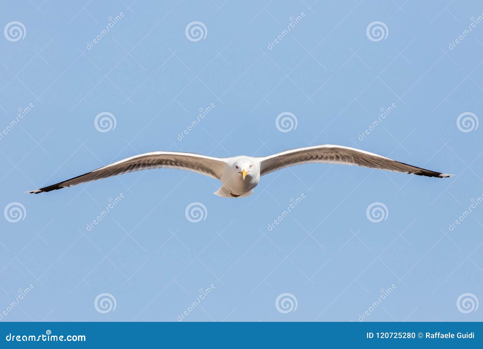 Gaviota De Arenques Con Las Alas Separadas Foto de archivo - Imagen de ...
