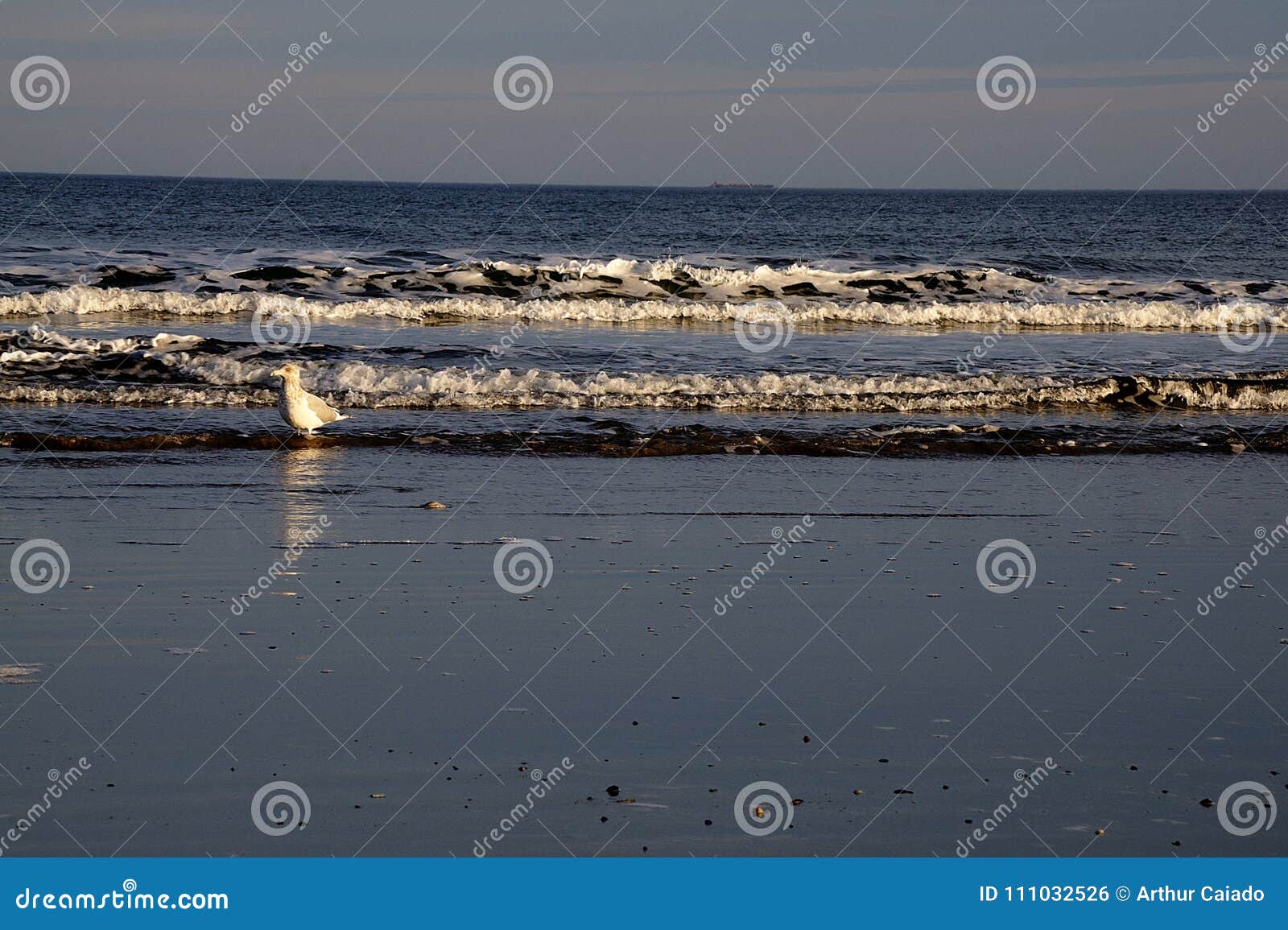 Gaviota En Jenness Beach En Rye, NH Foto de archivo - Imagen de enero ...