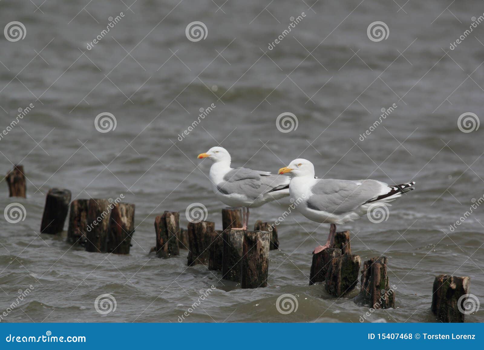 Gaviotas de arenques foto de archivo. Imagen de fauna - 15407468
