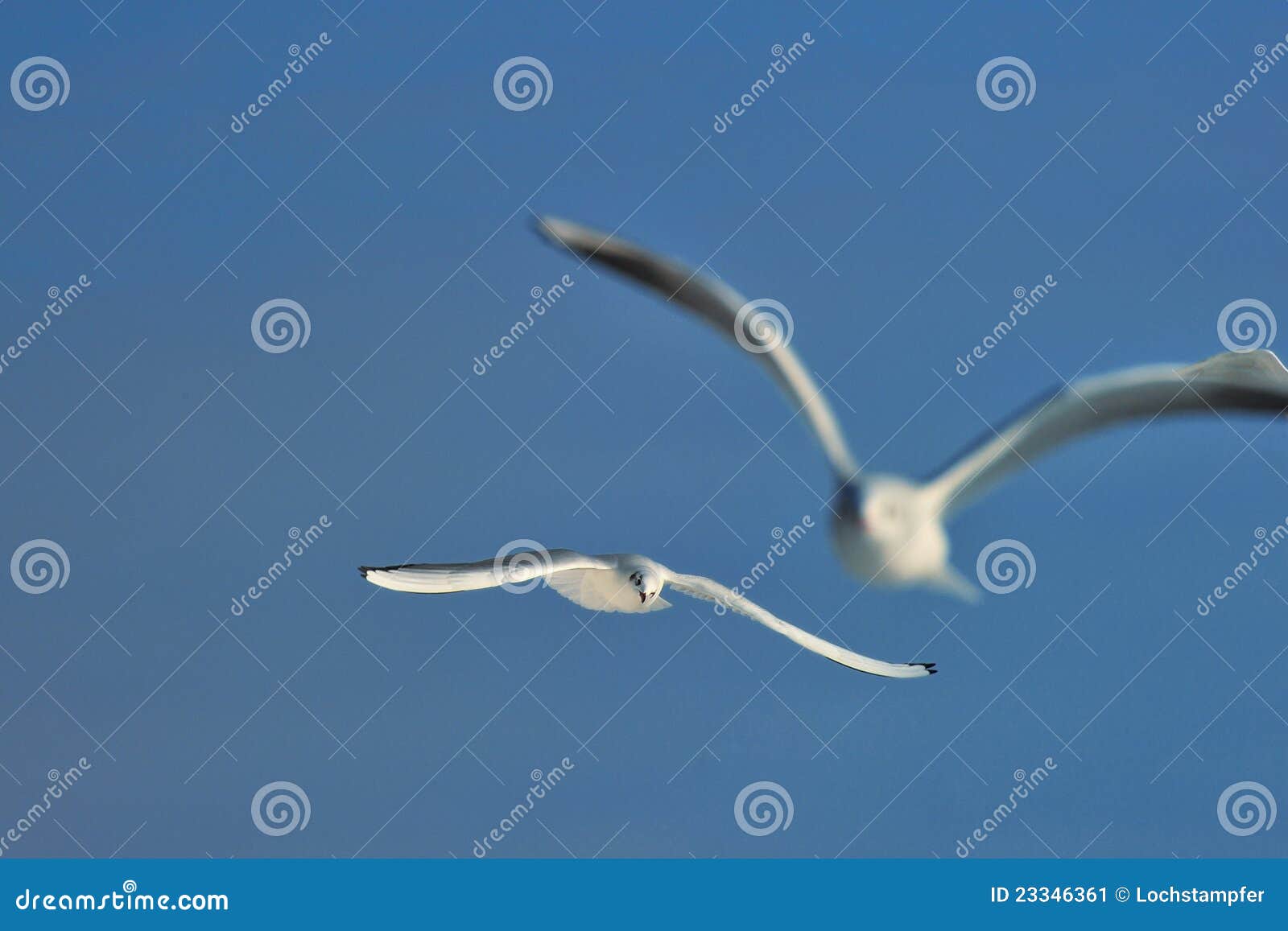 Gaviotas de arenques imagen de archivo. Imagen de azul - 23346361