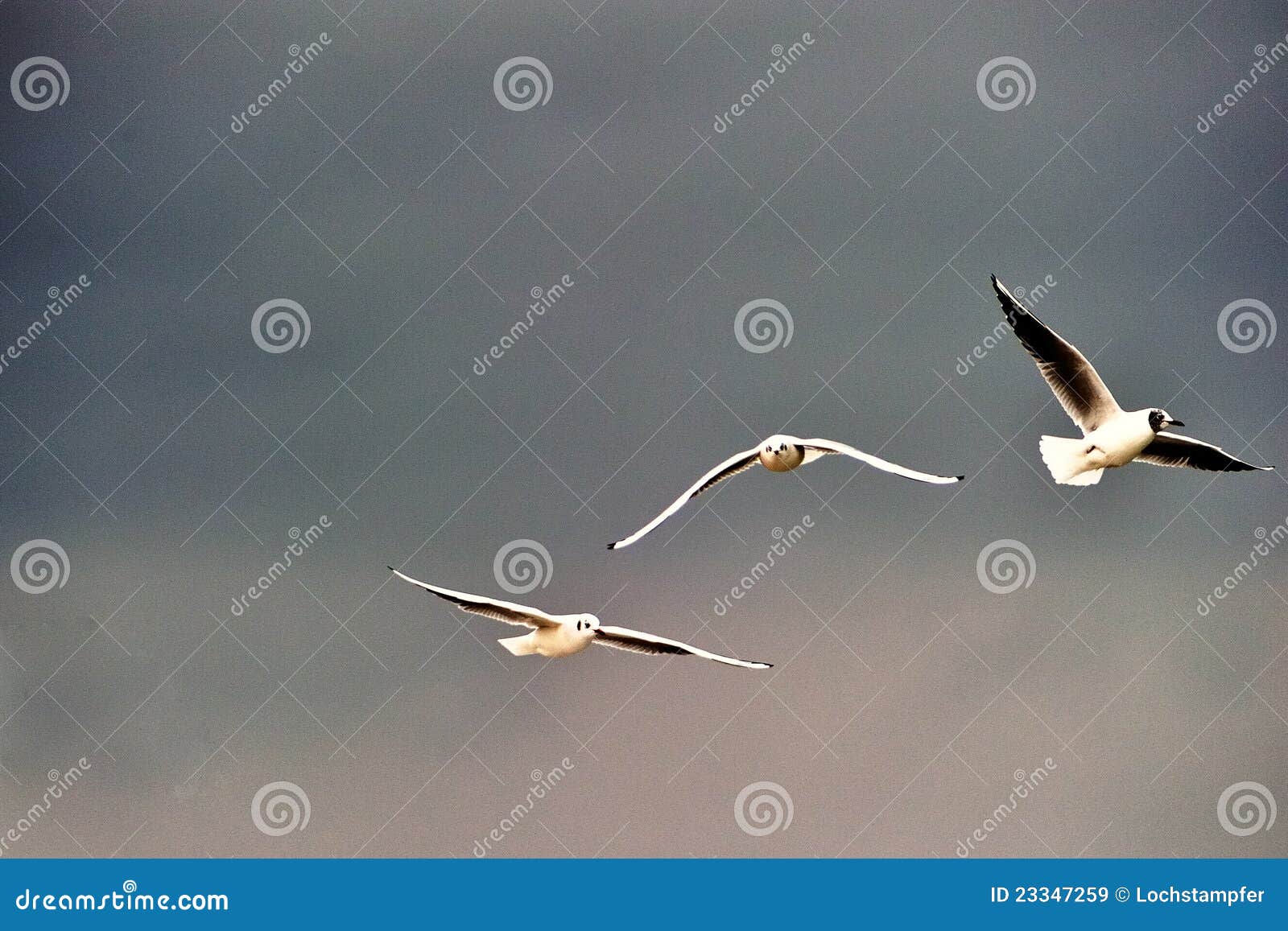 Gaviotas de arenques imagen de archivo. Imagen de agua - 23347259