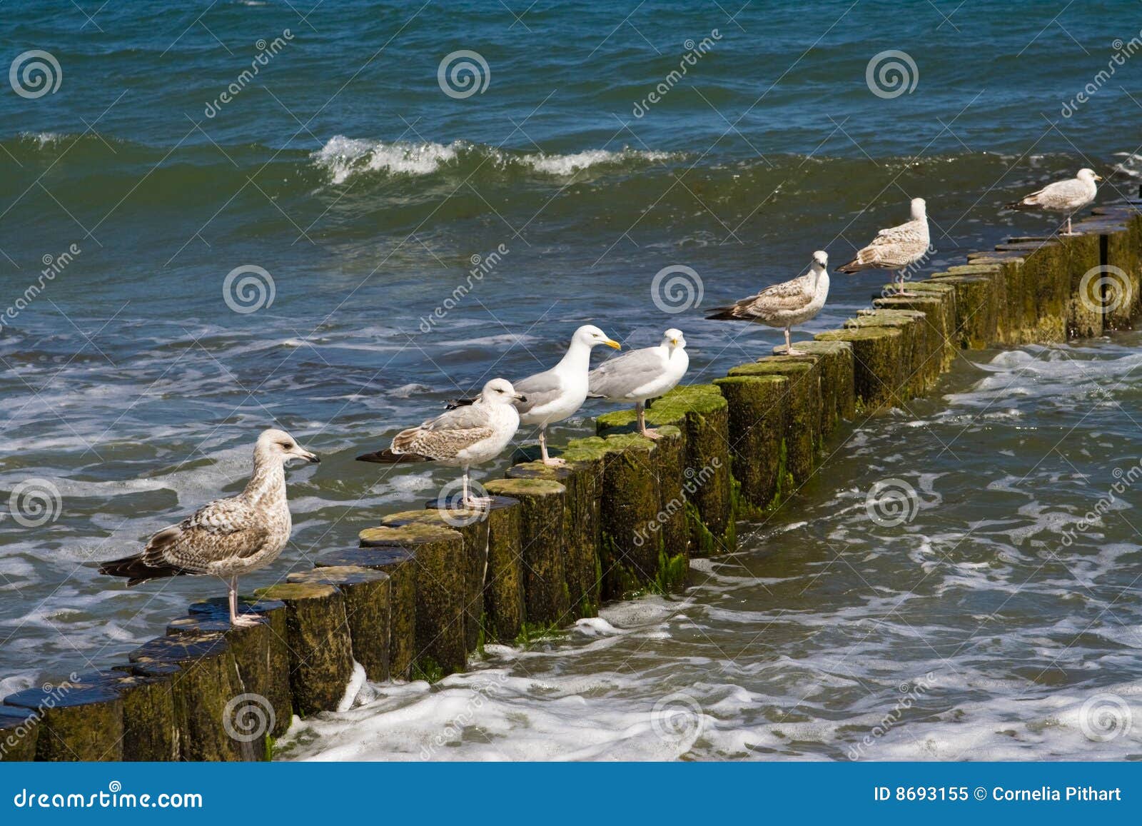 Gaviotas de arenques imagen de archivo. Imagen de gaviotas - 8693155