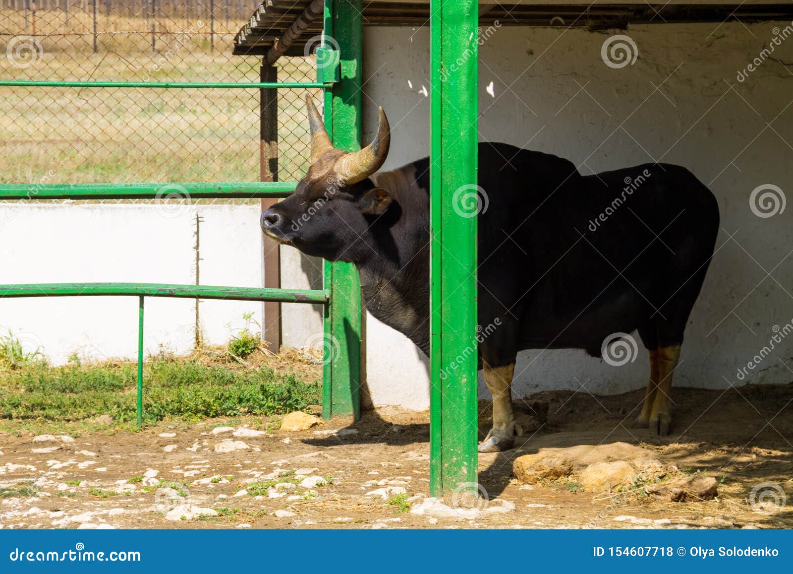 Gayal Bos gaurus frontalis stock photo. Image of beast - 154607718