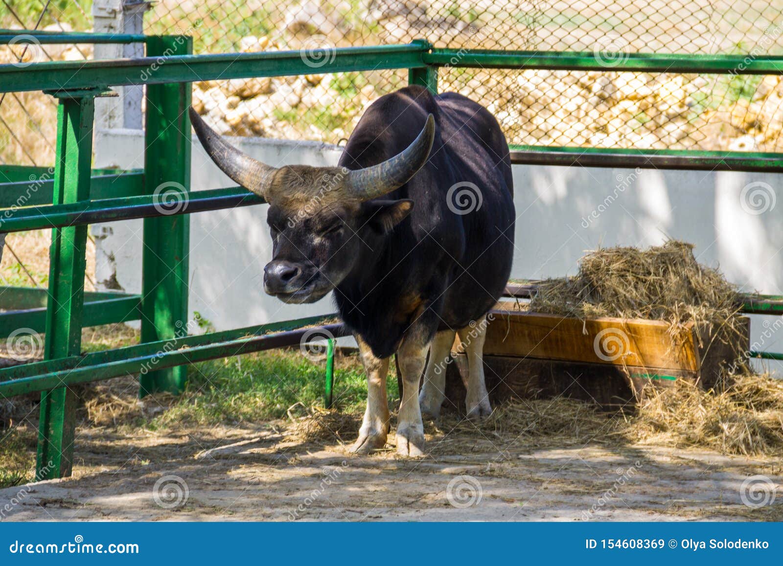Gayal Bos gaurus frontalis stock image. Image of bison - 154608369