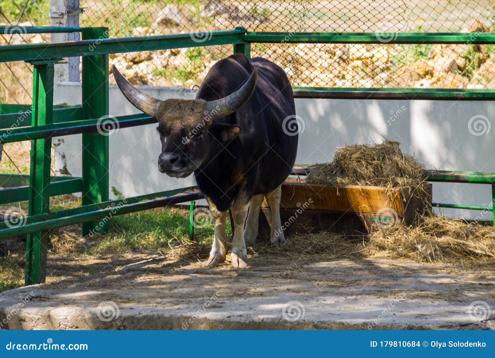 Gayal bos gaurus frontalis foto de archivo. Imagen de negro - 179810684