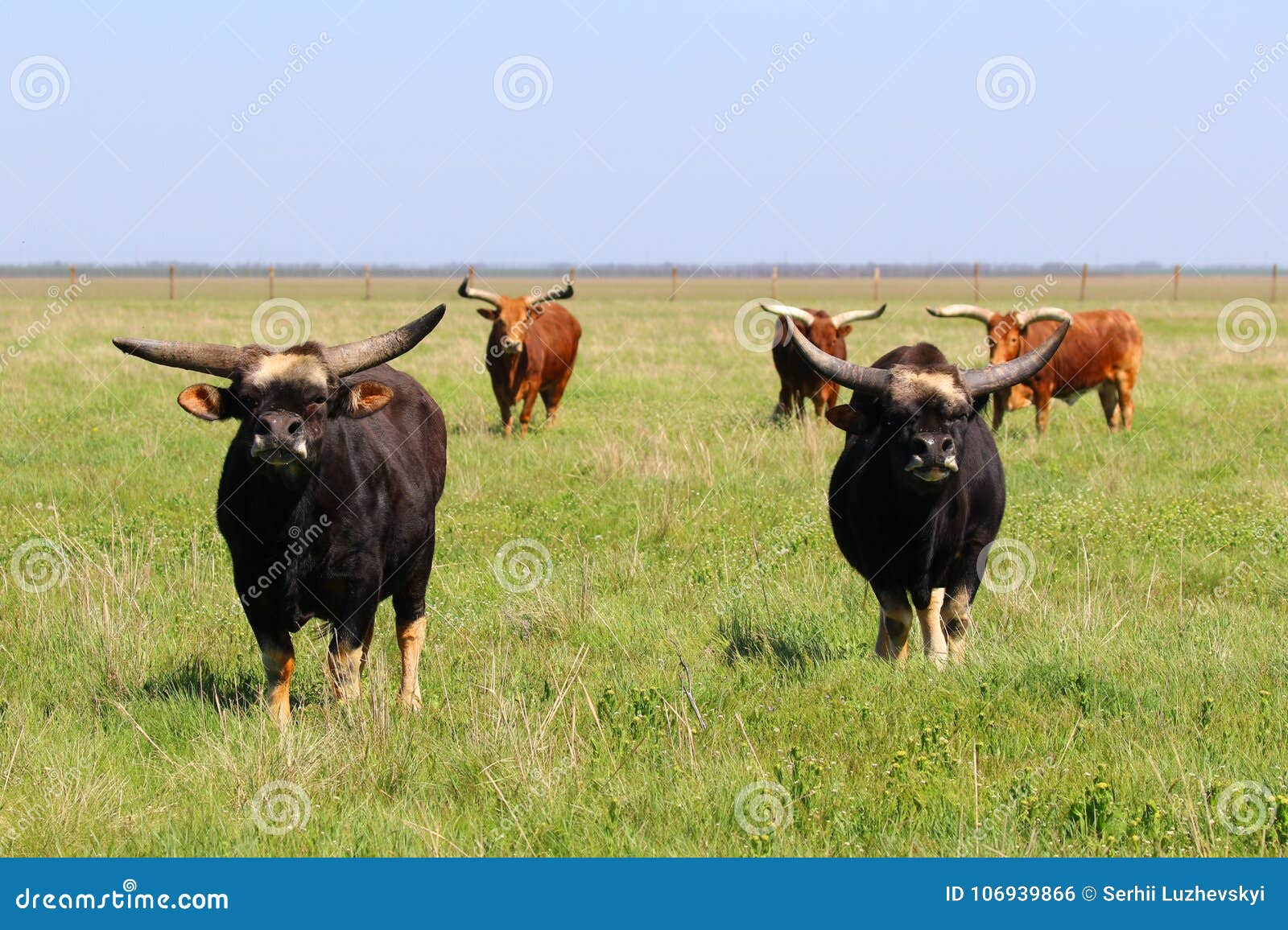 Gayal Ukraine Stock Photos - Free & Royalty-Free Stock Photos from ...