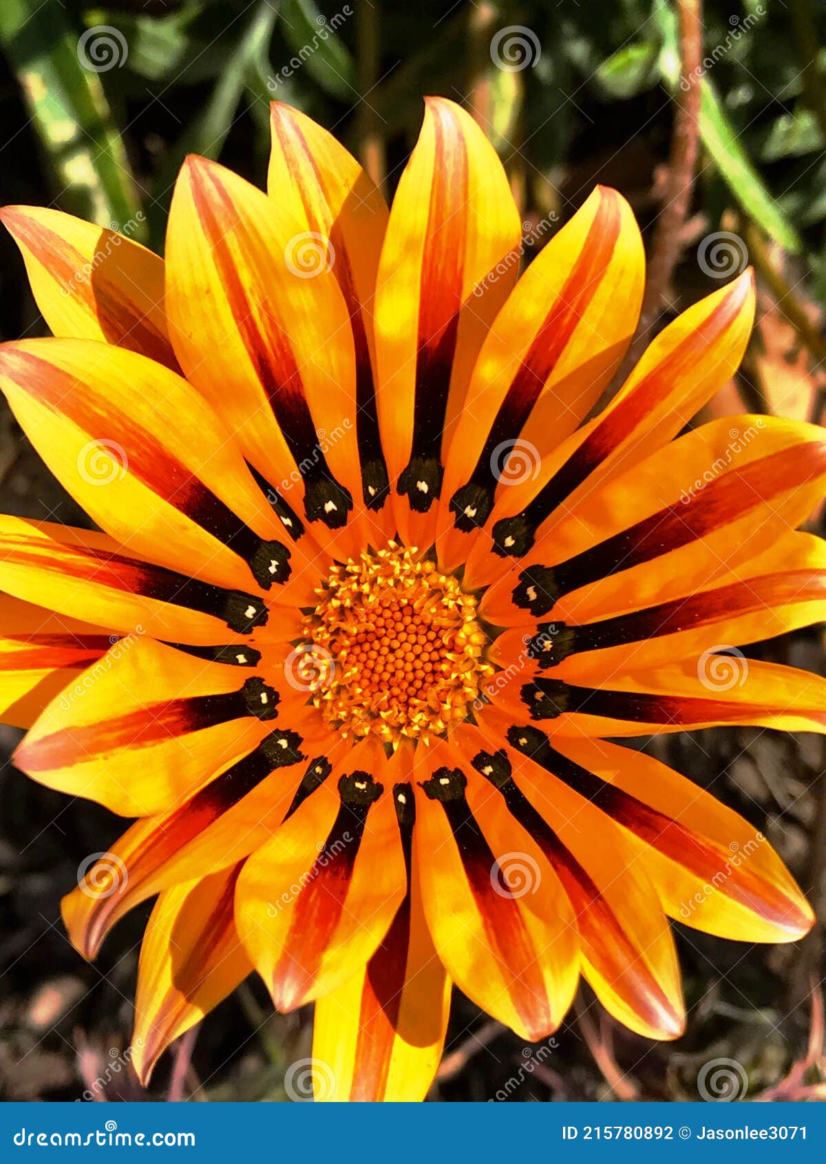 Gazania flower stock photo. Image of botanical, africandaisy - 215780892