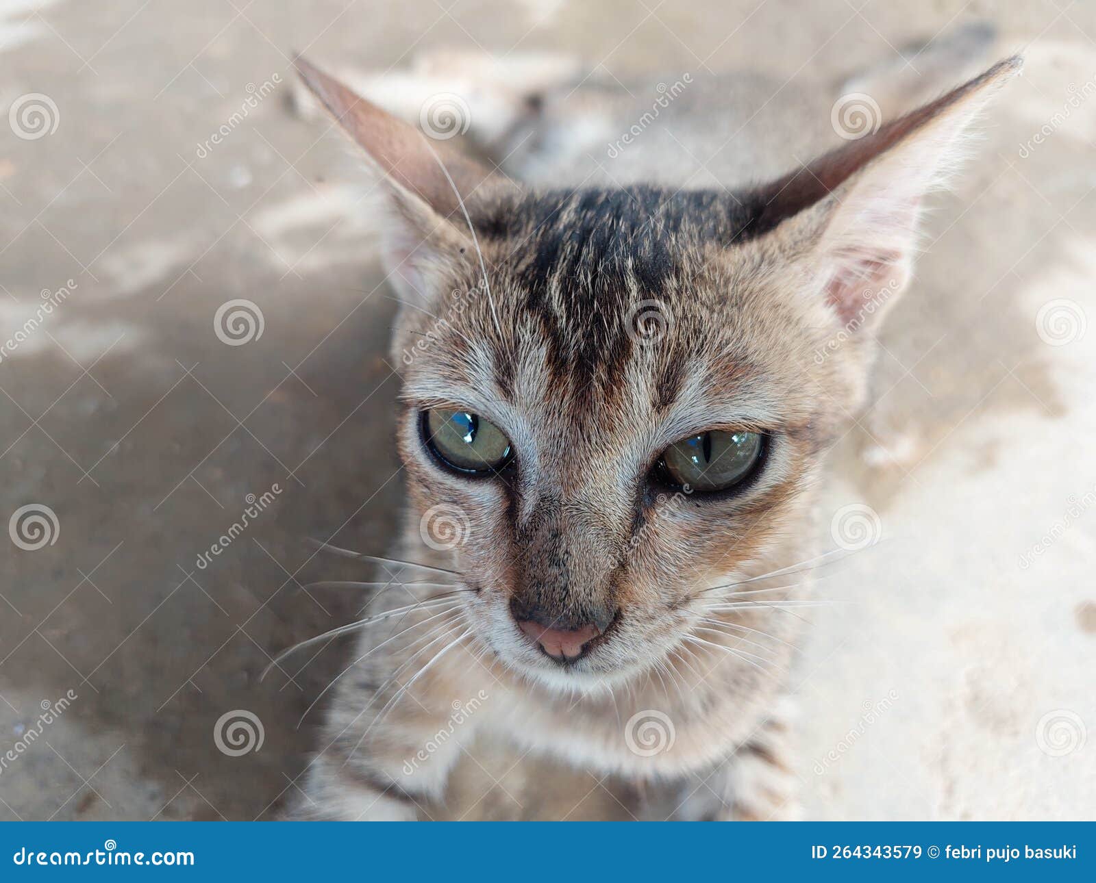 The Gaze of a Carnivorous Beast that is Very Sharp Stock Image - Image ...