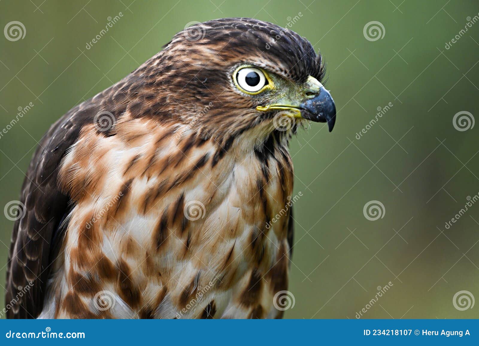The gaze of an eagle stock image. Image of hawk, birding - 234218107