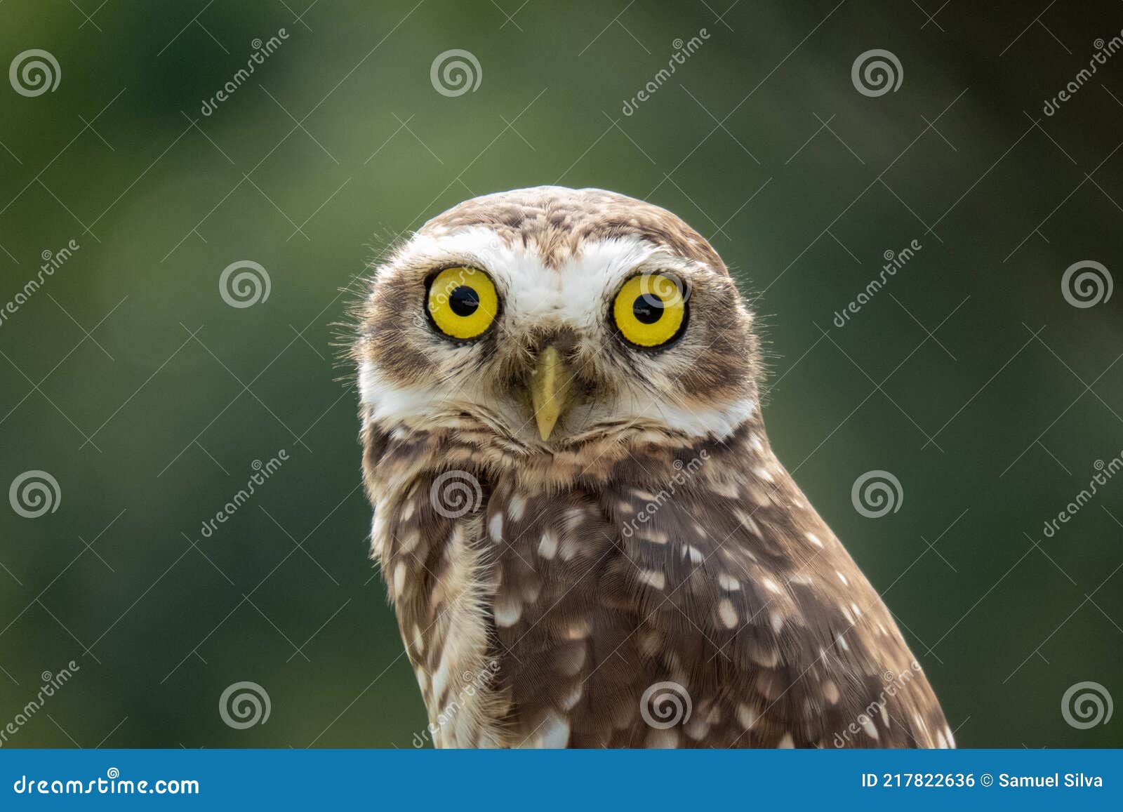 Owl inn look stock photo. Image of treesnn, green, nature - 217822636
