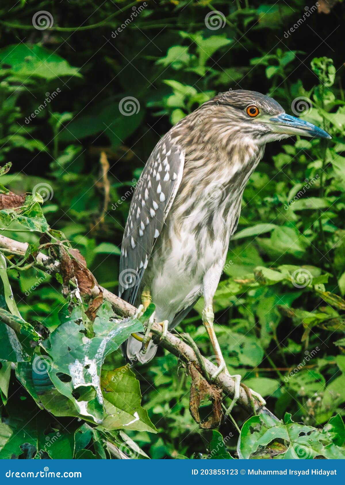 Gaze and Sharp Beak of Bird Stock Image - Image of sharp, bird: 203855123