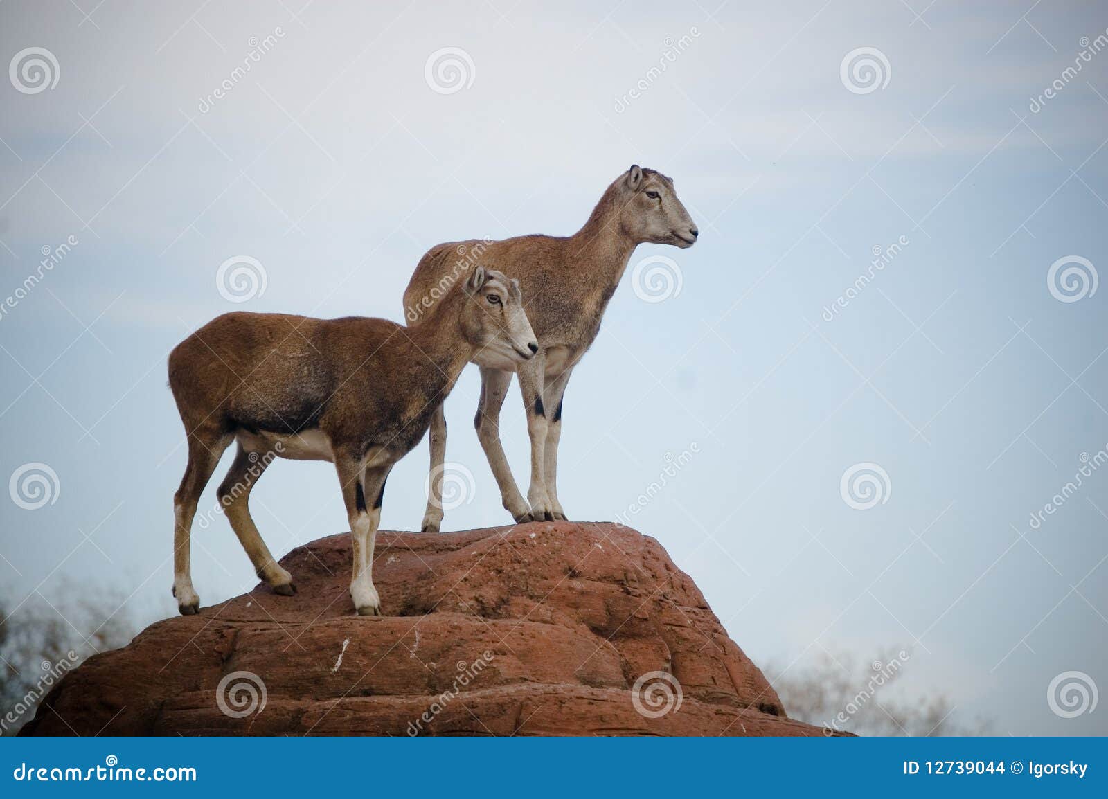 Gazel stock photo. Image of deer, sensual, flock, mount - 12739044