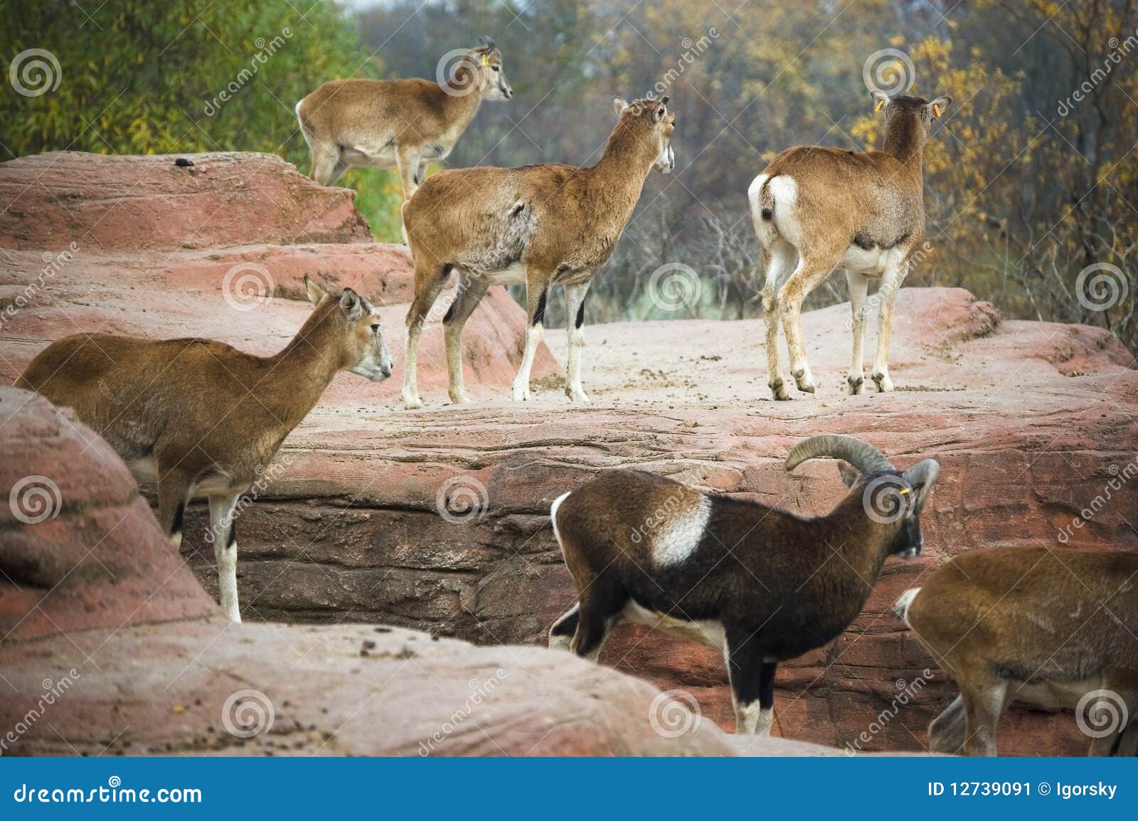 Gazel stock image. Image of gazele, mount, mounting, anthelope - 12739091