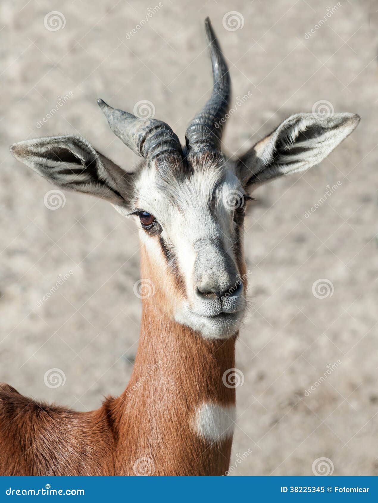 Gazela do Dama imagem de stock. Imagem de curvado, chifres - 38225345