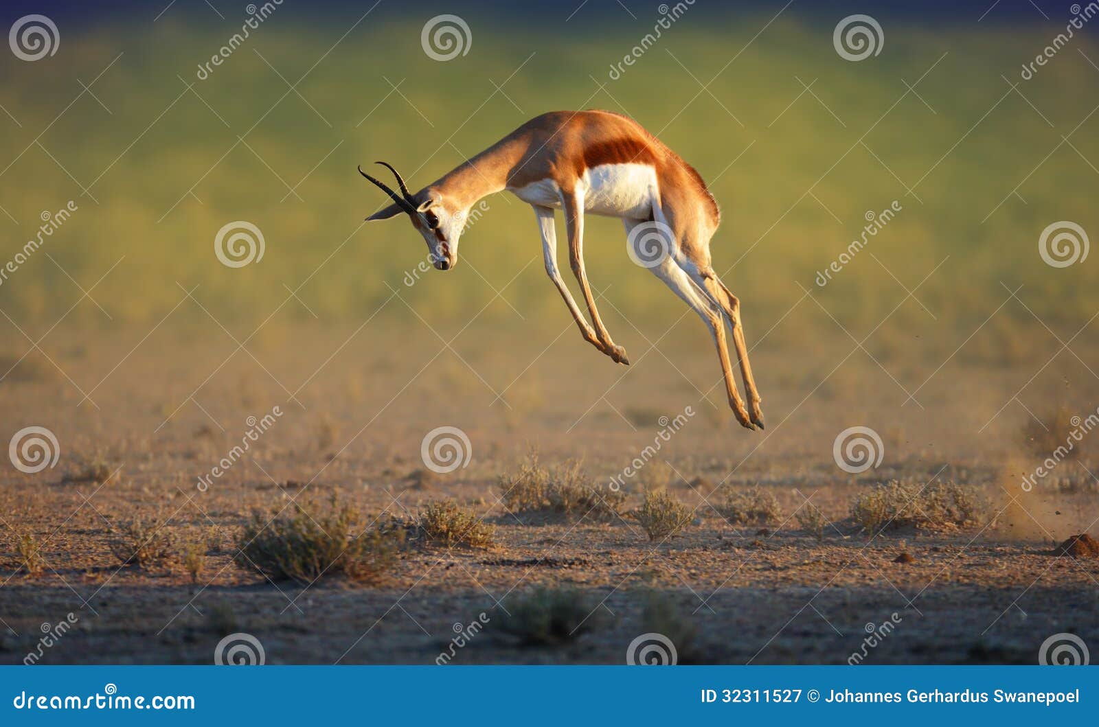 Gazela Running Que Salta Altamente Imagem de Stock - Imagem de pulo ...