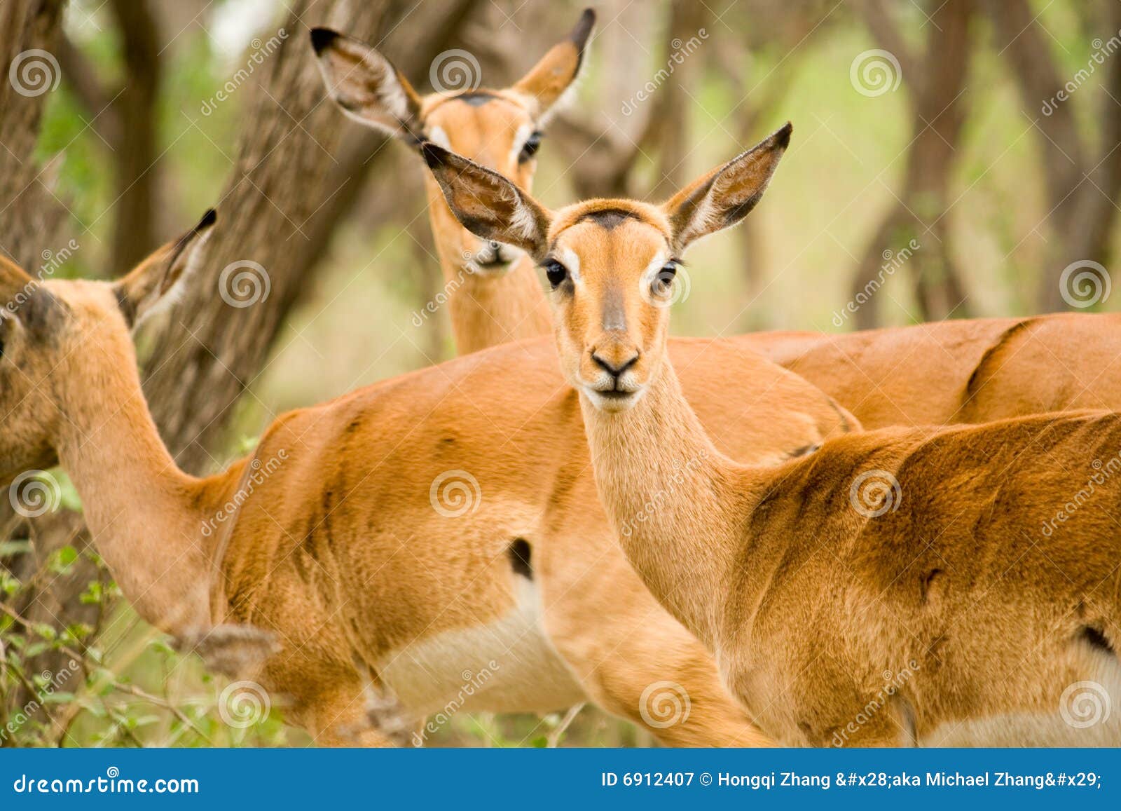 Gazelas imagem de stock. Imagem de naughty, africano, kalahari - 6912407