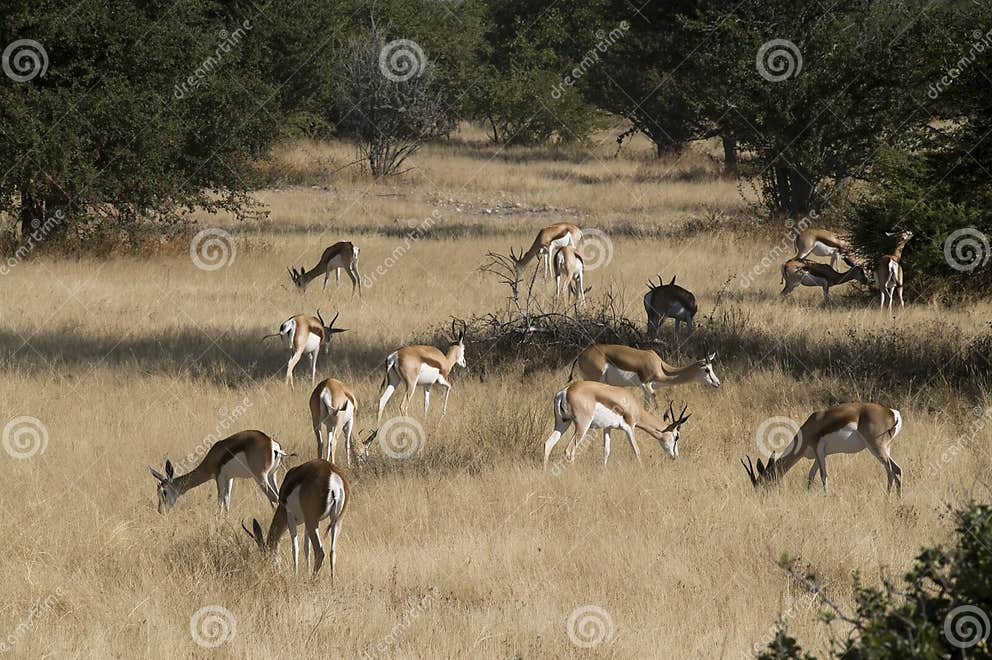 Gazelas africanas foto de stock. Imagem de wildlife, bode - 14719500