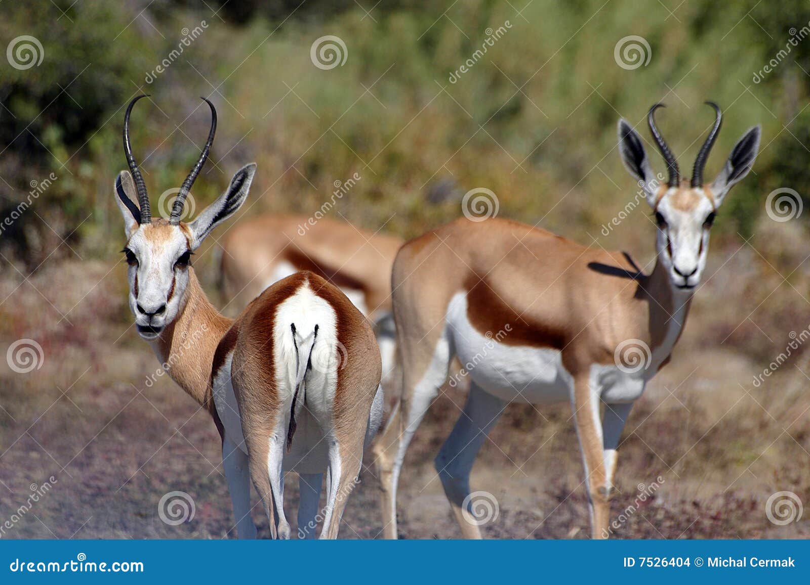 Gazelas de Etosha África foto de stock. Imagem de fauna - 7526404