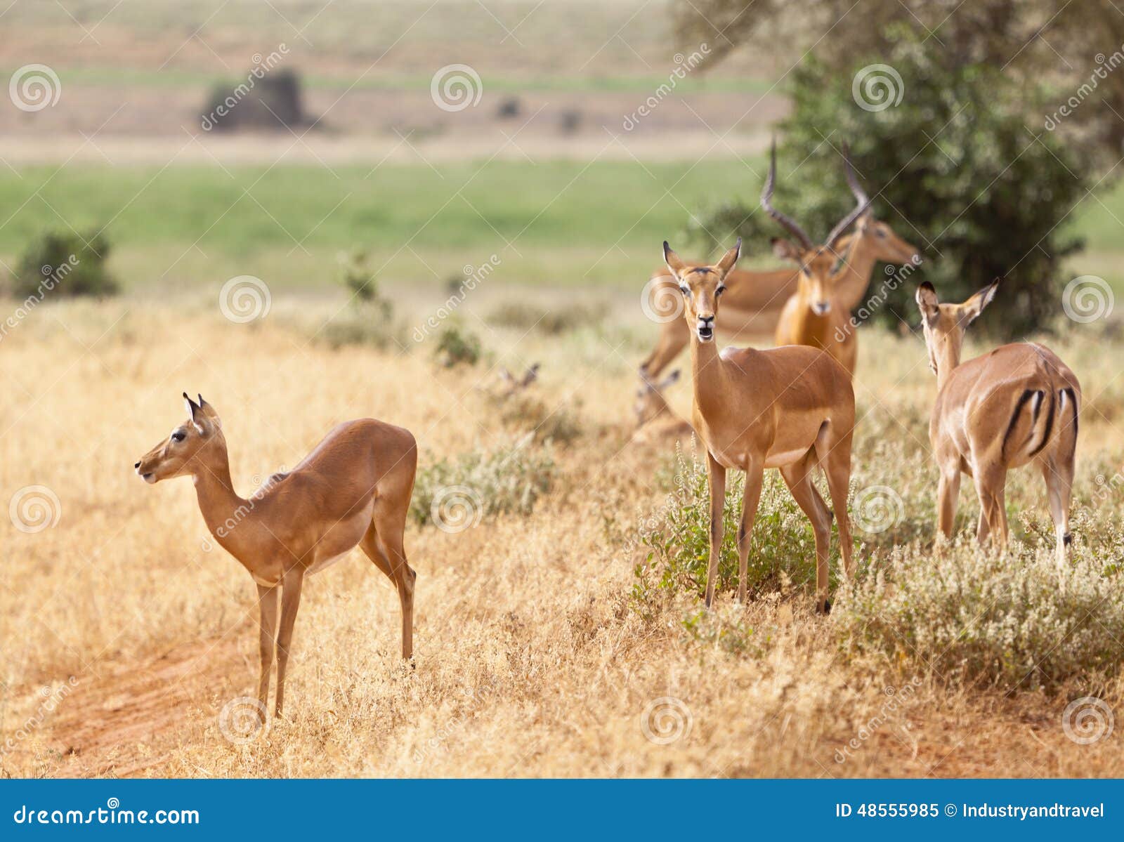 Gazelas Em Tsavo Do Leste, Kenya Imagem de Stock - Imagem de besta ...