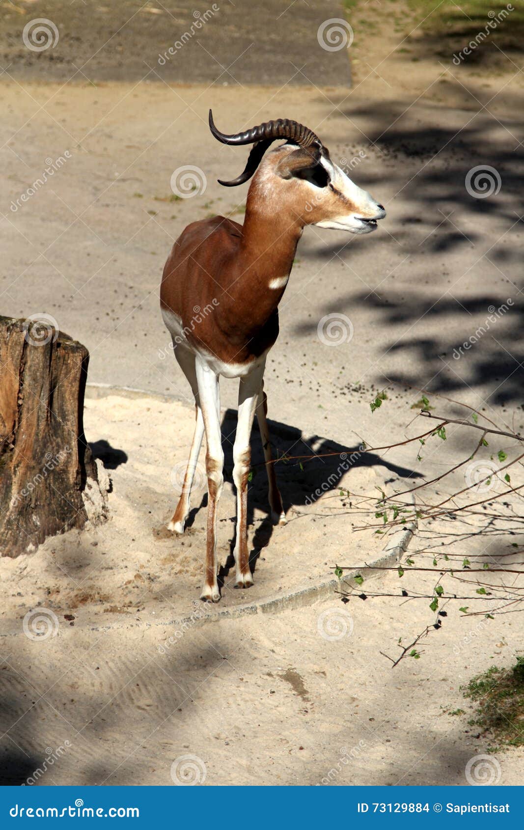 Gazella foto de stock. Imagem de wildlife, savanas, animais - 73129884