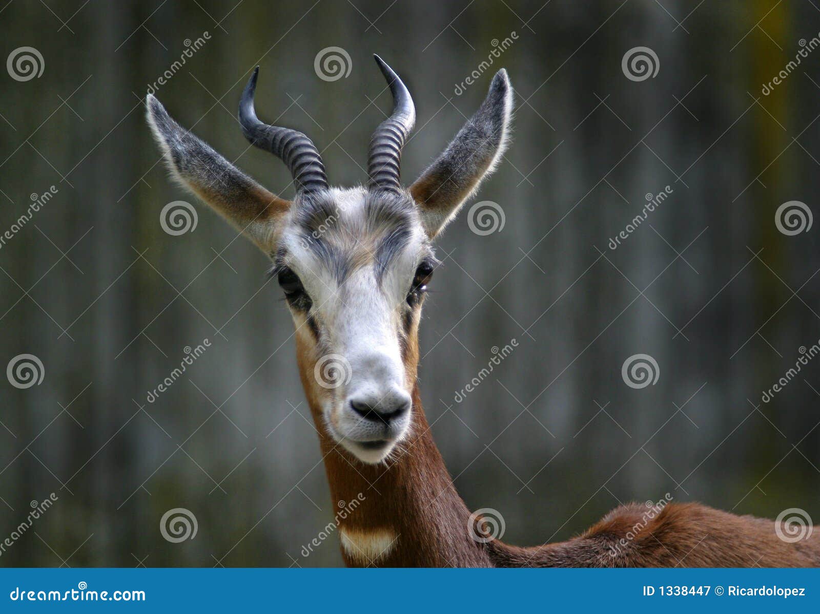 Gazelle stock image. Image of wild, ears, antelope, portrait - 1338447