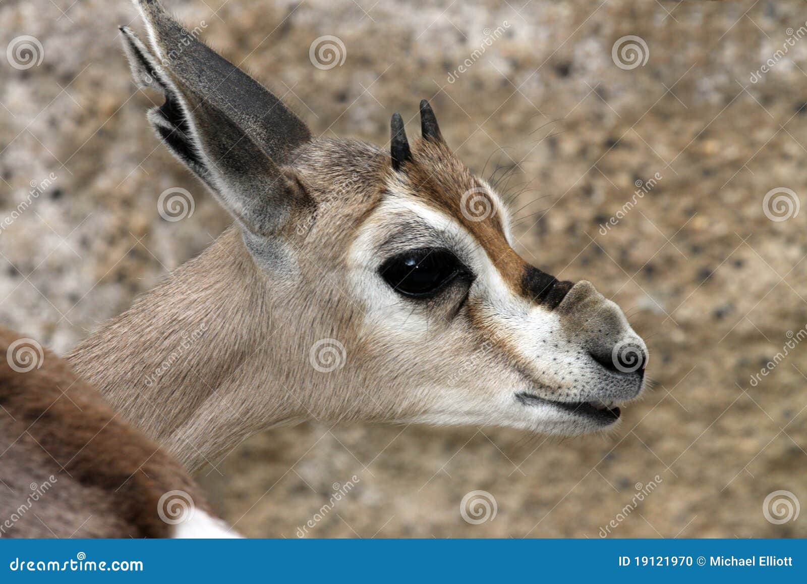 Gazelle stock photo. Image of detail, gazelle, horn, antelopes - 19121970