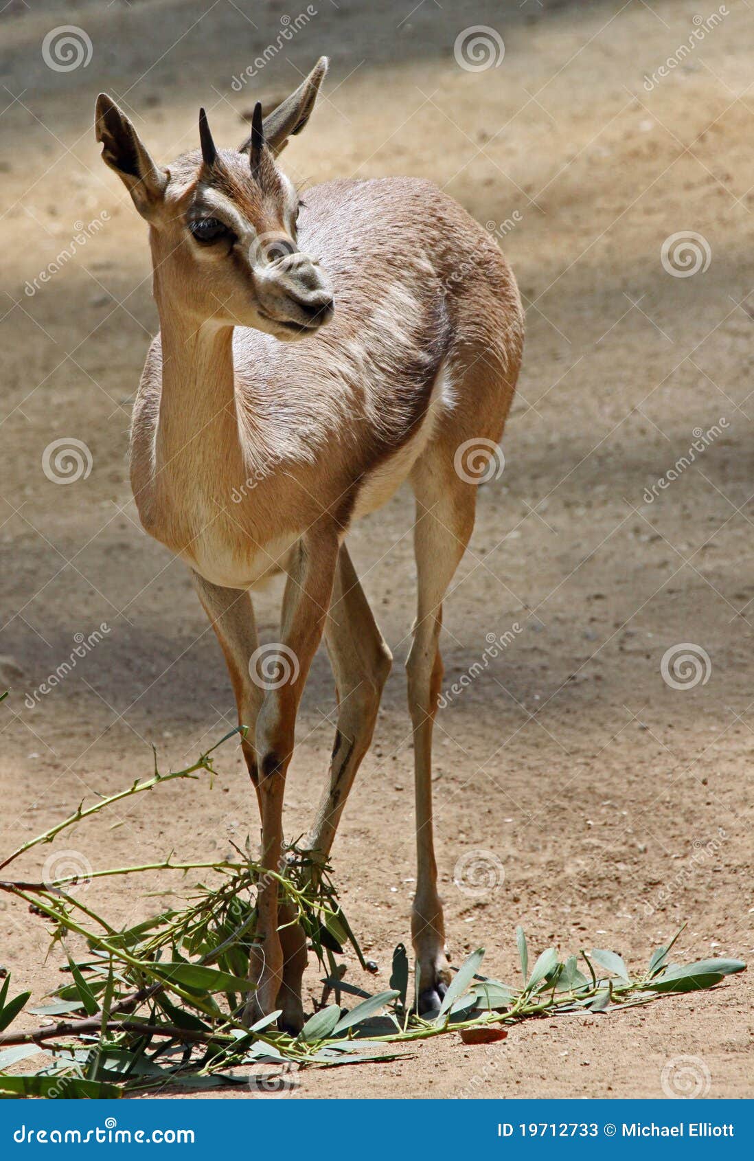 Gazelle stock image. Image of looking, standing, closeup - 19712733