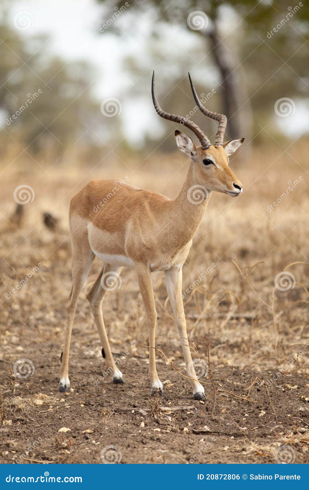 Gazelle stock photo. Image of africa, bush, impala, mammal - 20872806