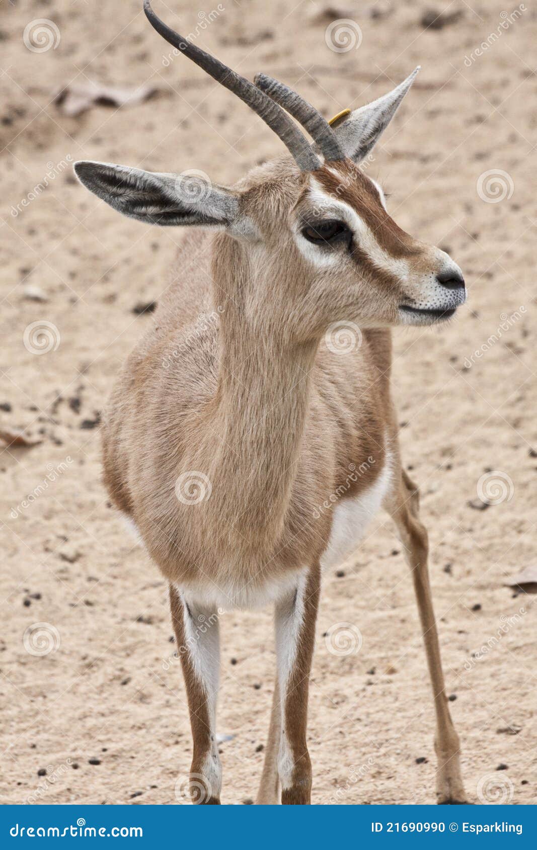 Gazelle stock photo. Image of breeding, young, captive - 21690990