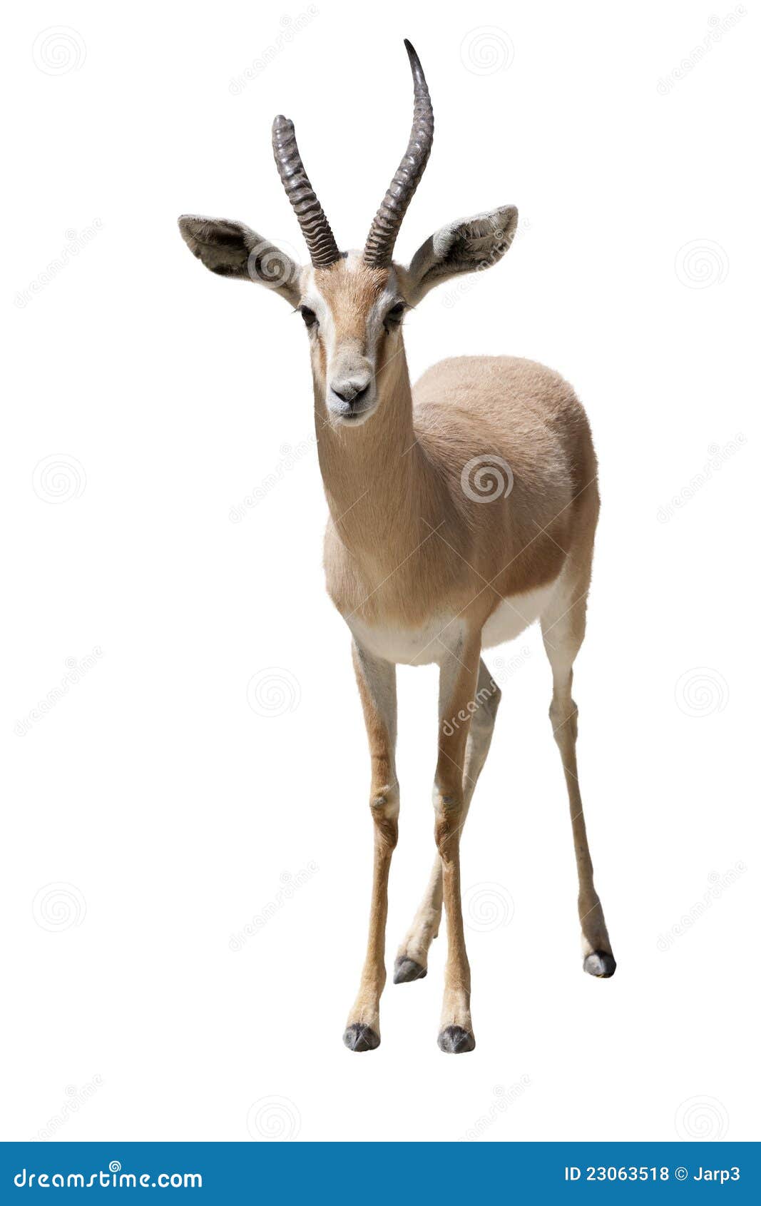 Gazelle stockfoto. Bild von nave, gazelle, safari, afrikanisch - 23063518
