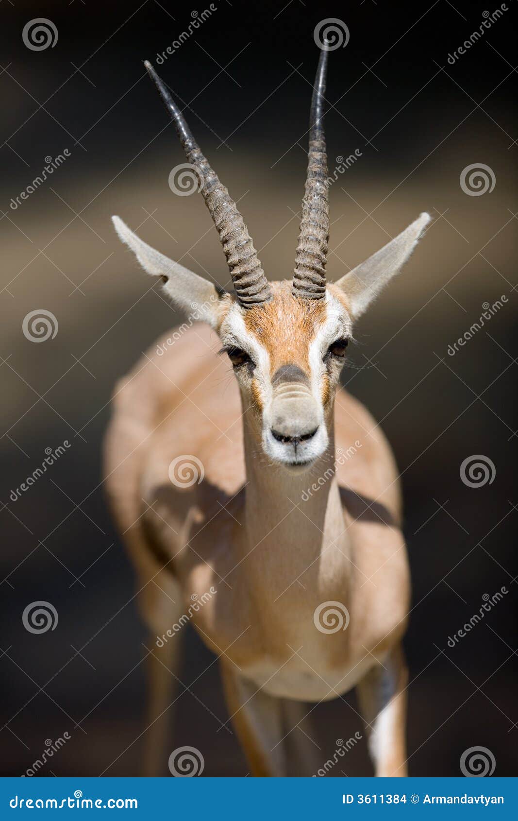 Gazelle Picture. Image: 3611384