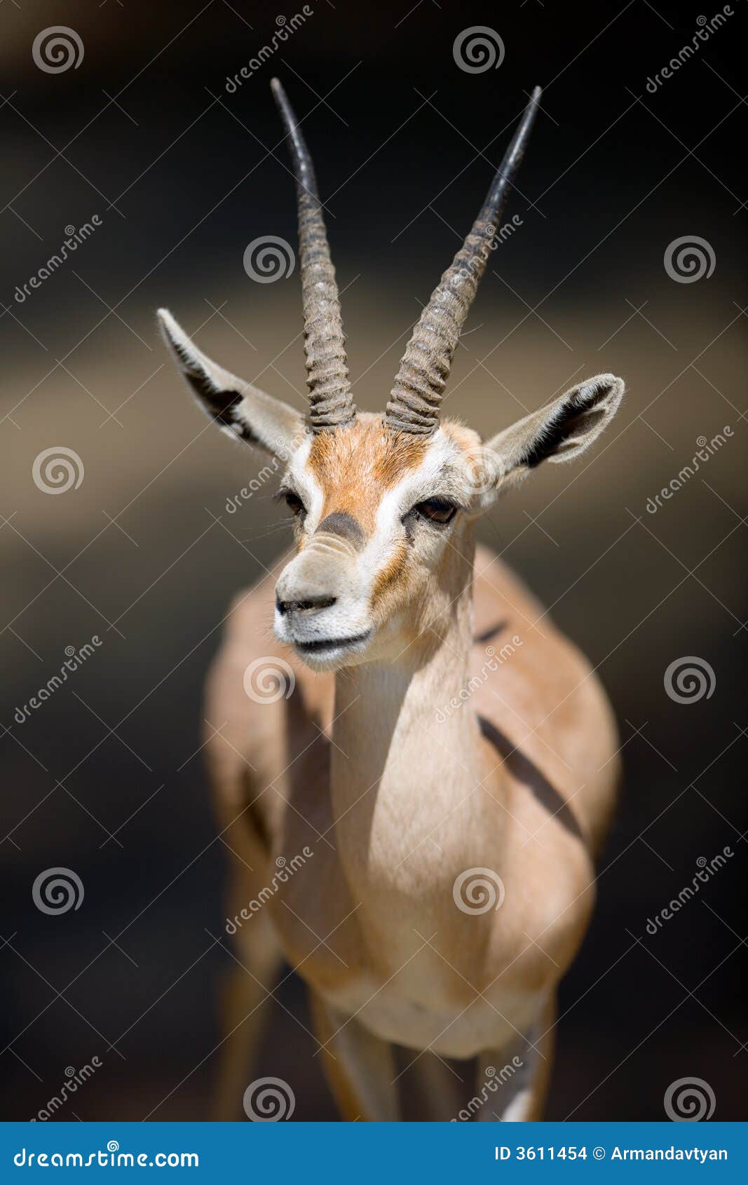 Gazelle stock photo. Image of area, antelope, beauty, wildlife - 3611454