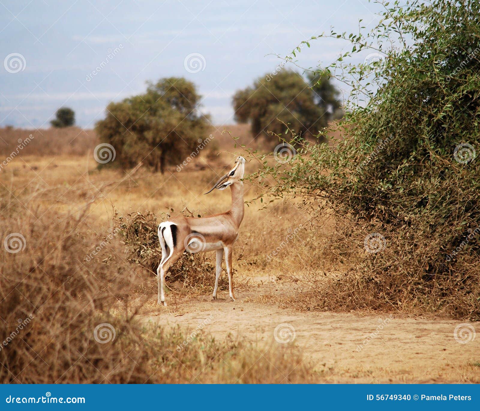 Gazelle Eats Stock Photos - Free & Royalty-Free Stock Photos from ...
