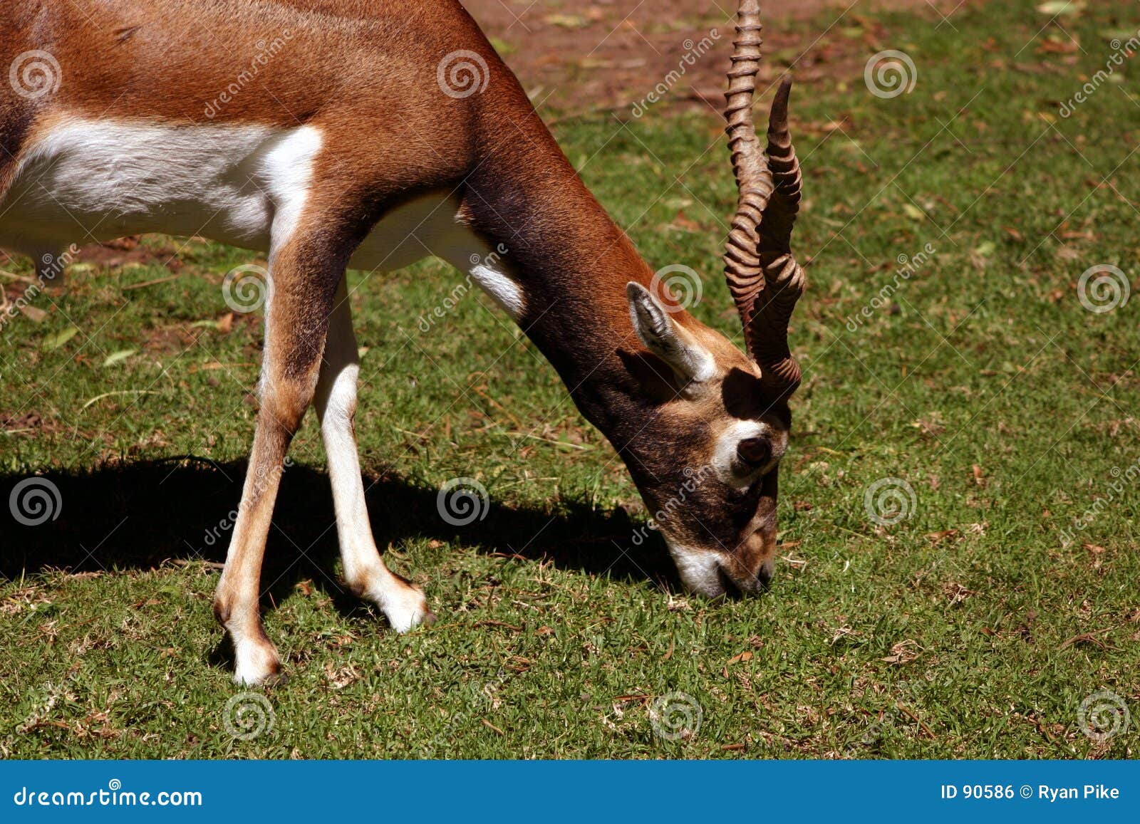 Gazelle stock photo. Image of graze, exotic, animal, antelope - 90586