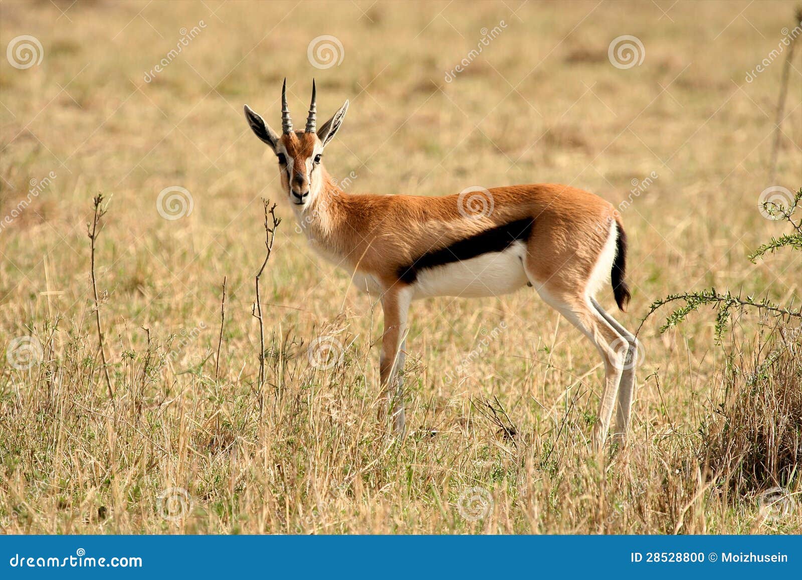 Gazelle animal feeding stock photo. Image of africa, wild - 28528800