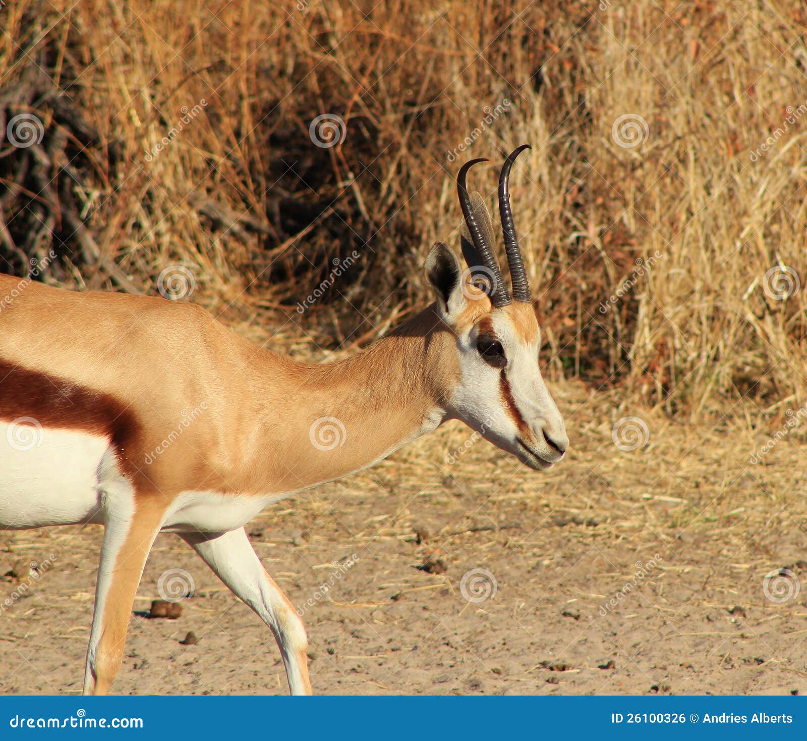 Gazelle Architectured Horns - Springbuck Stock Photo - Image of ...