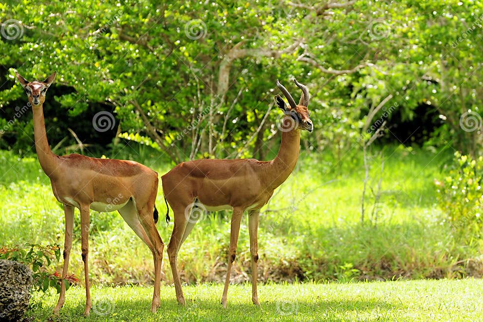 Gazelle Couple stock photo. Image of captivity, africa - 20659656