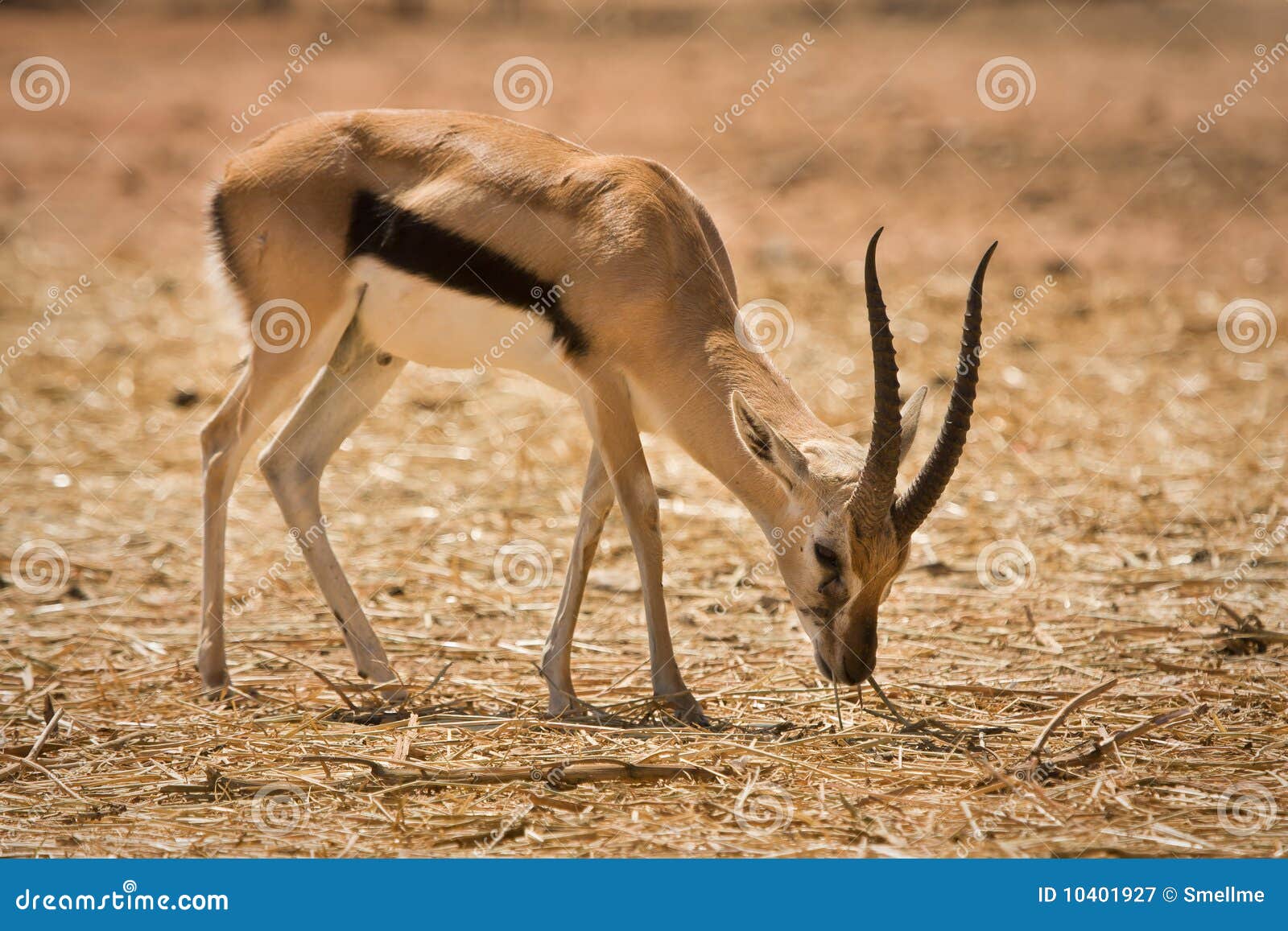 Gazelle de Thomson imagem de stock. Imagem de selvagem - 10401927