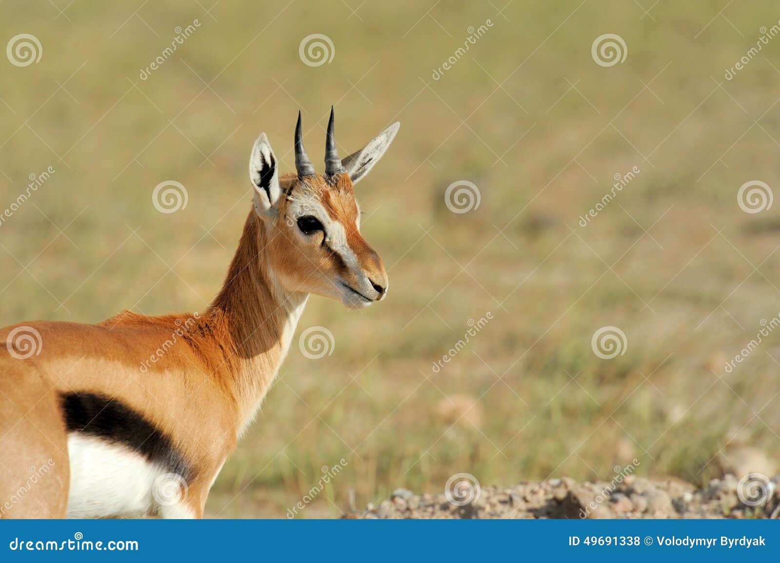 Gazelle de Thomson foto de archivo. Imagen de africano - 49691338