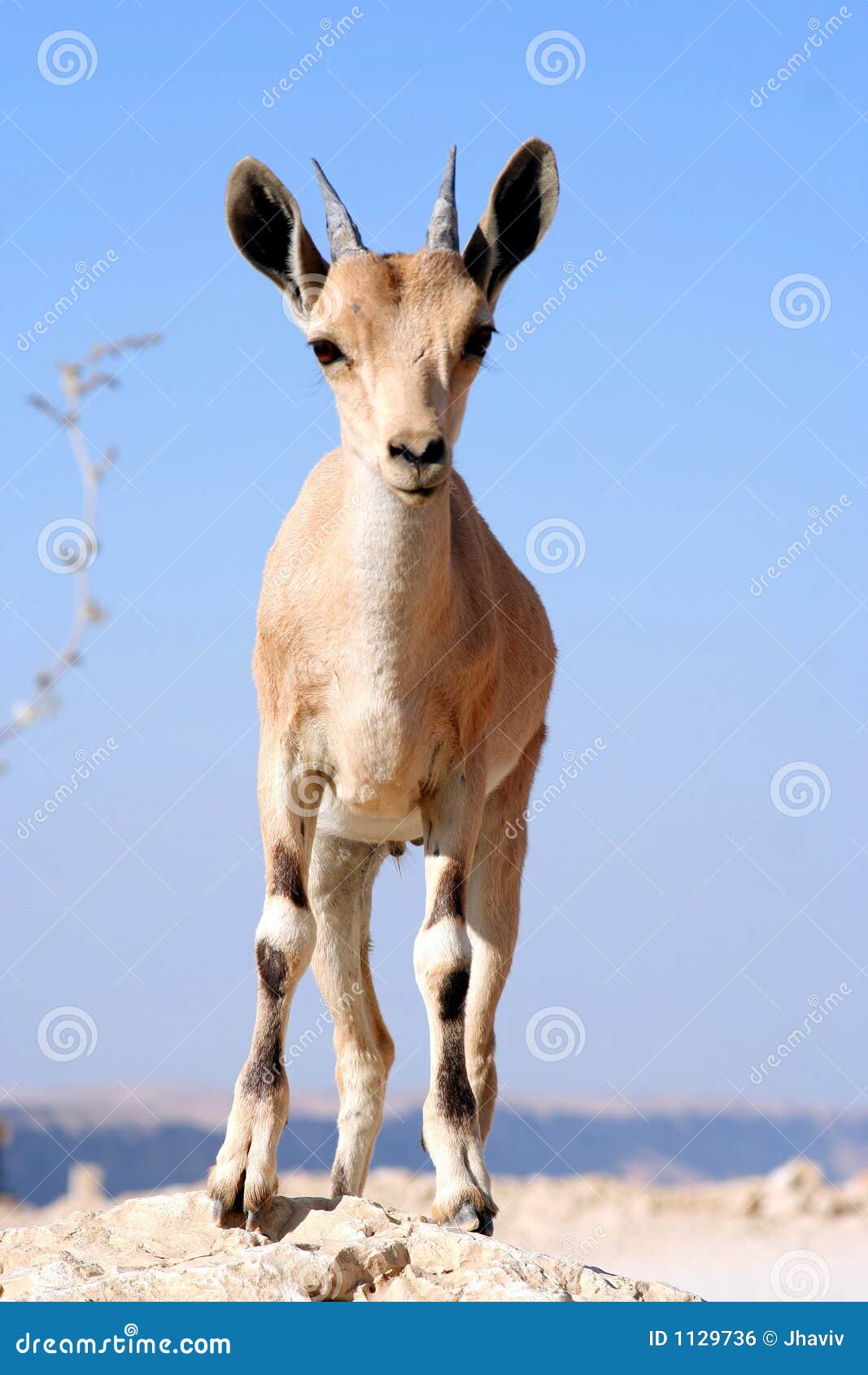 Gazelle of the Desert stock photo. Image of desert, africa - 1129736