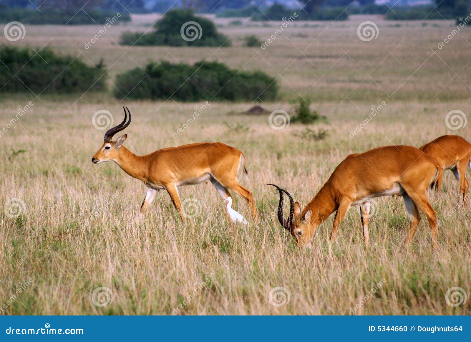 Gazelle Grazing in the Savannah Stock Photo - Image of uganda, valley ...