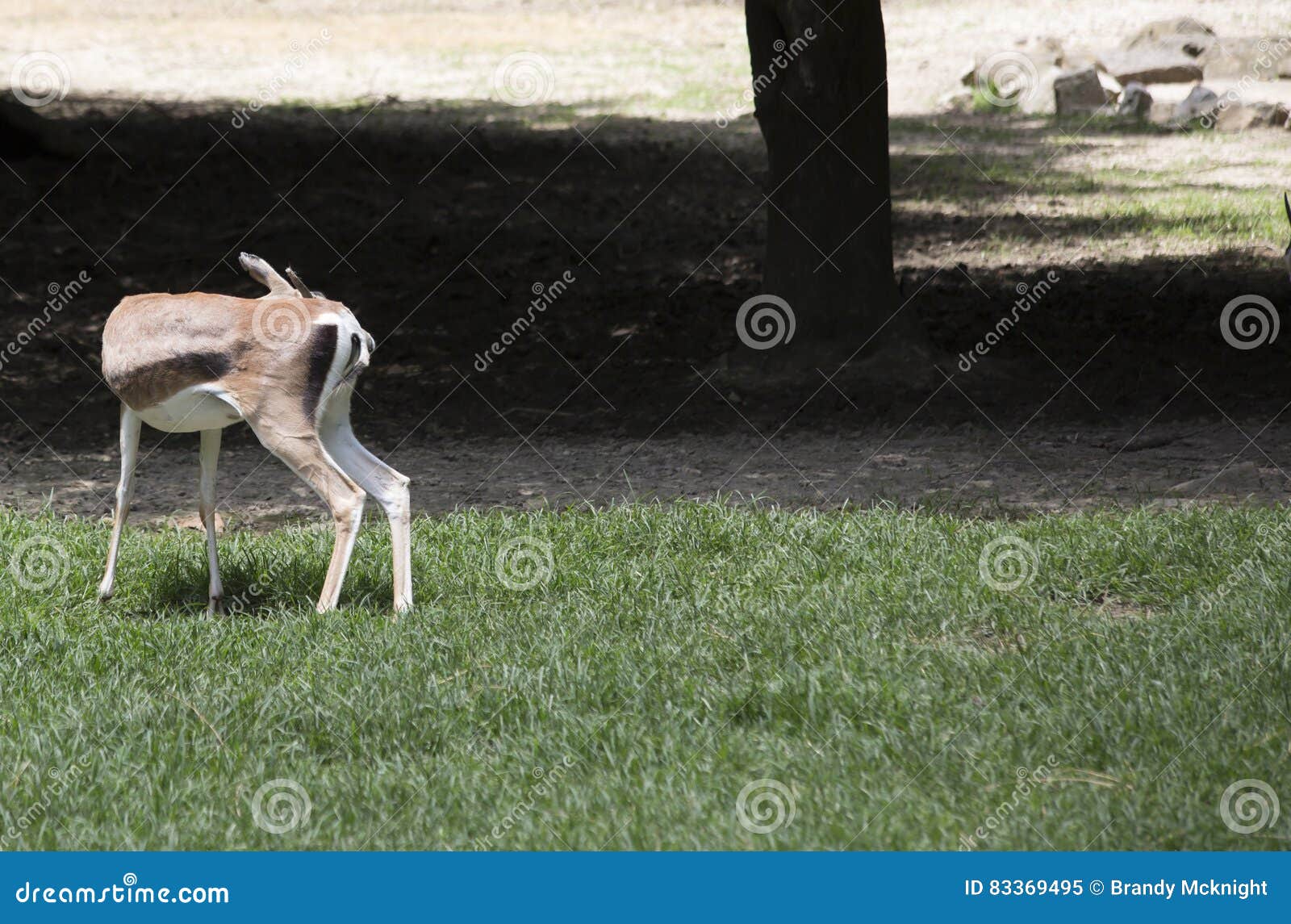 Gazelle stock image. Image of hooves, beautiful, closeup - 83369495