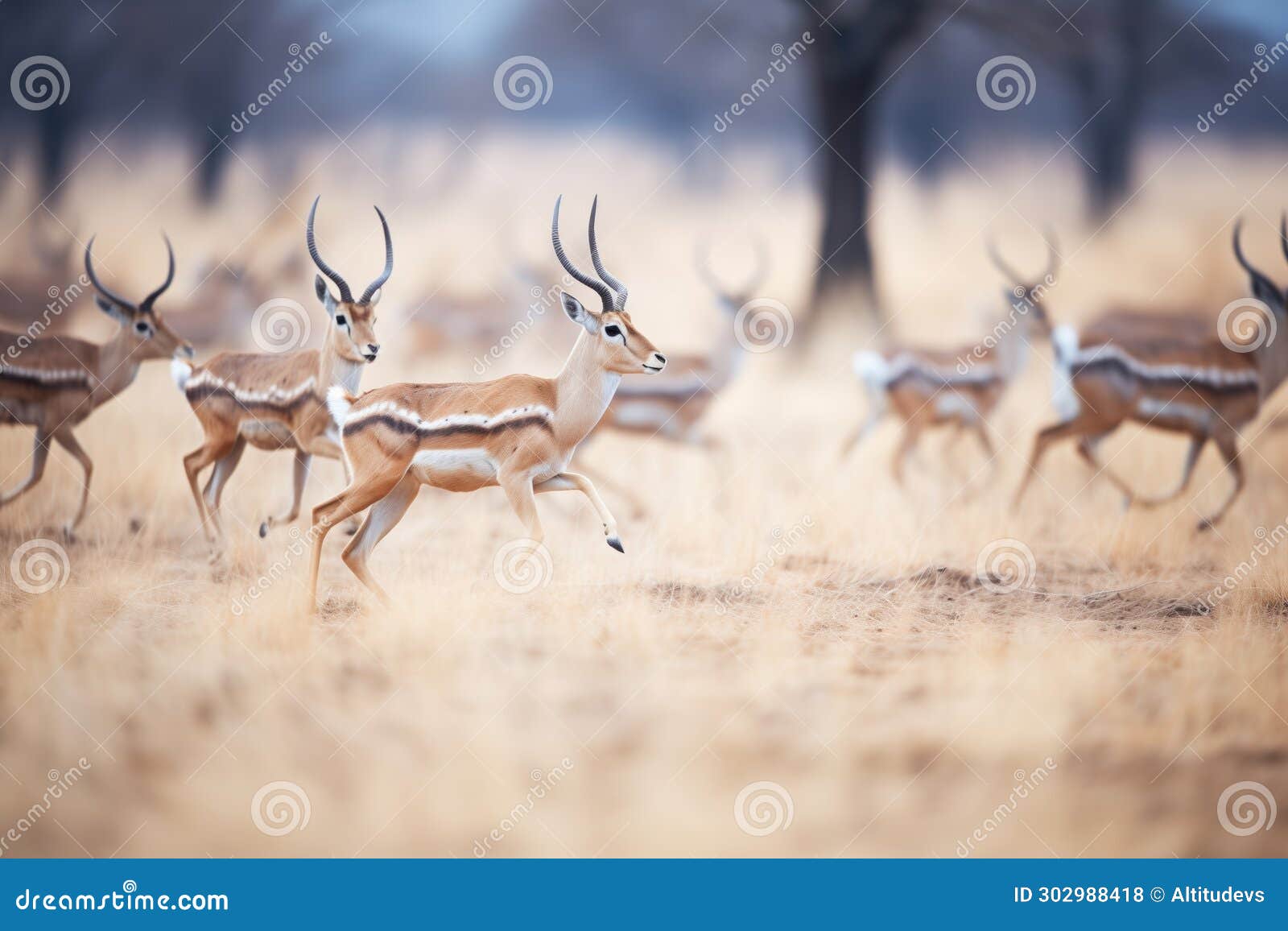 Gazelle Herd Fleeing From Predator In A Swift Sprint Across The Savanna ...