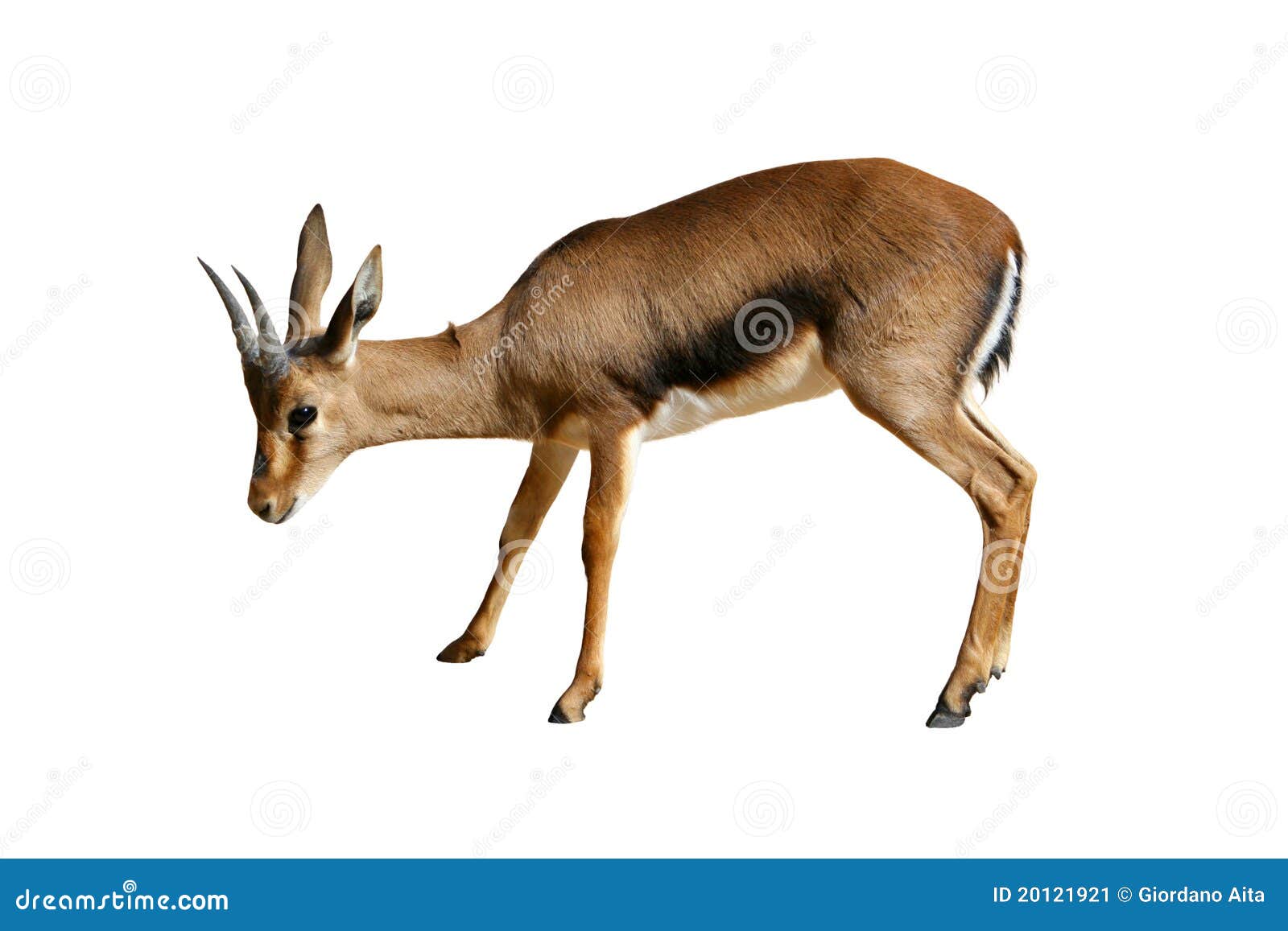 719 Gazelle Isolated Isolated Stock Photos - Free & Royalty-Free Stock ...