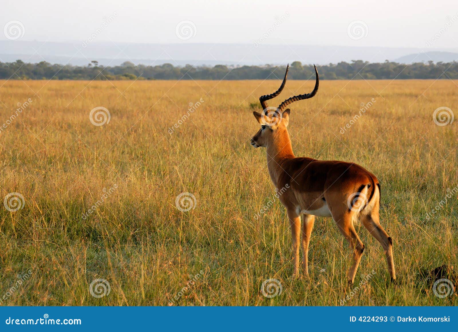 Gazelle lookout stock image. Image of animal, game, horn - 4224293